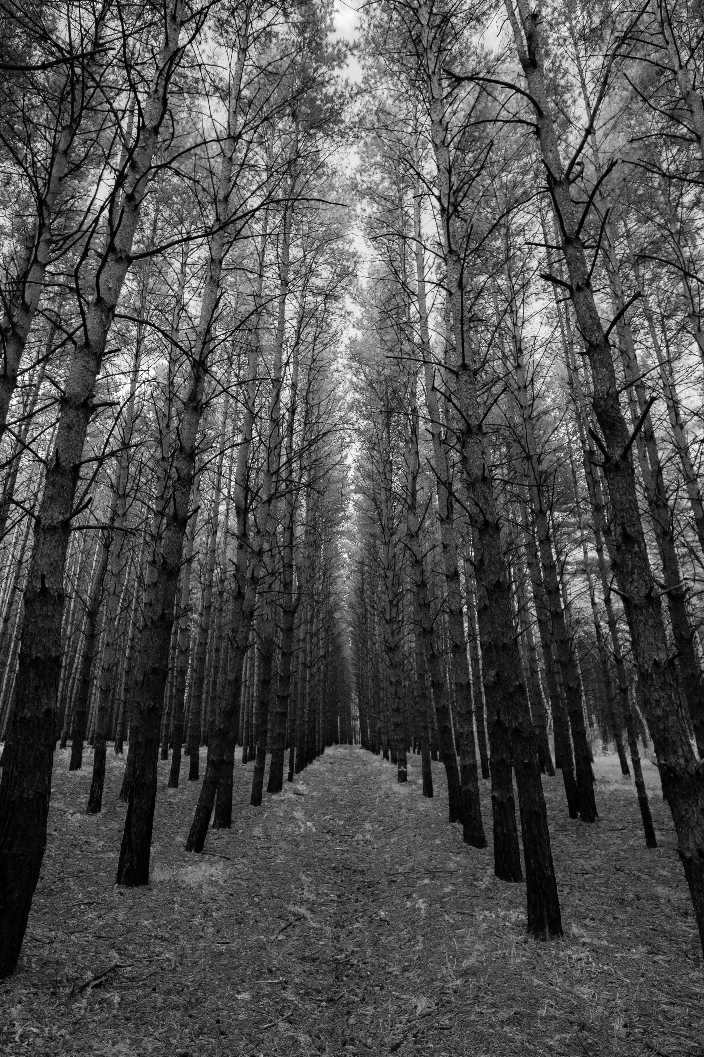 Black and White Forest Path with Tall Trees · Free Stock Photo