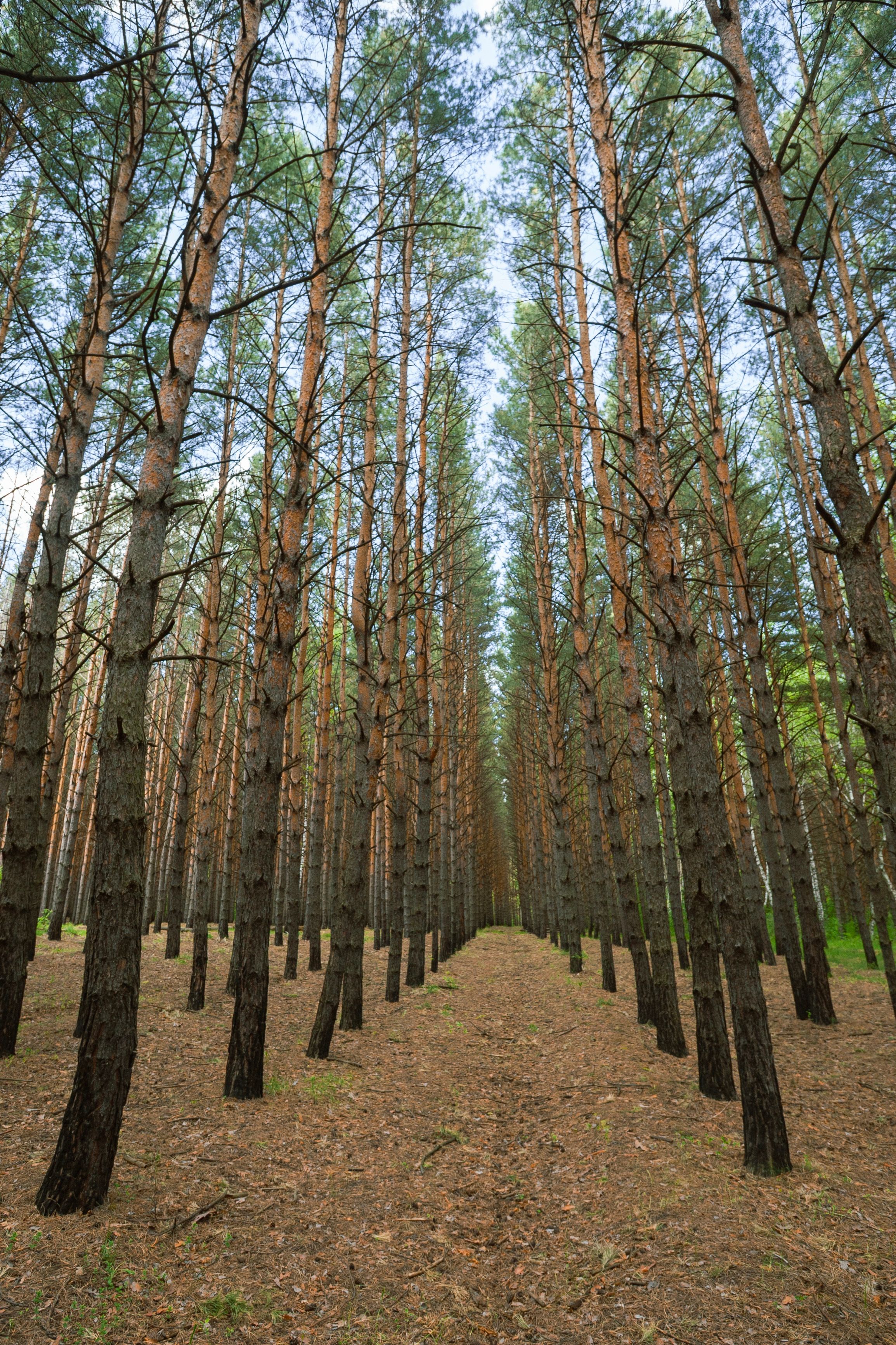Tall Pine Forest Trees in Symmetrical Arrangement · Free Stock Photo