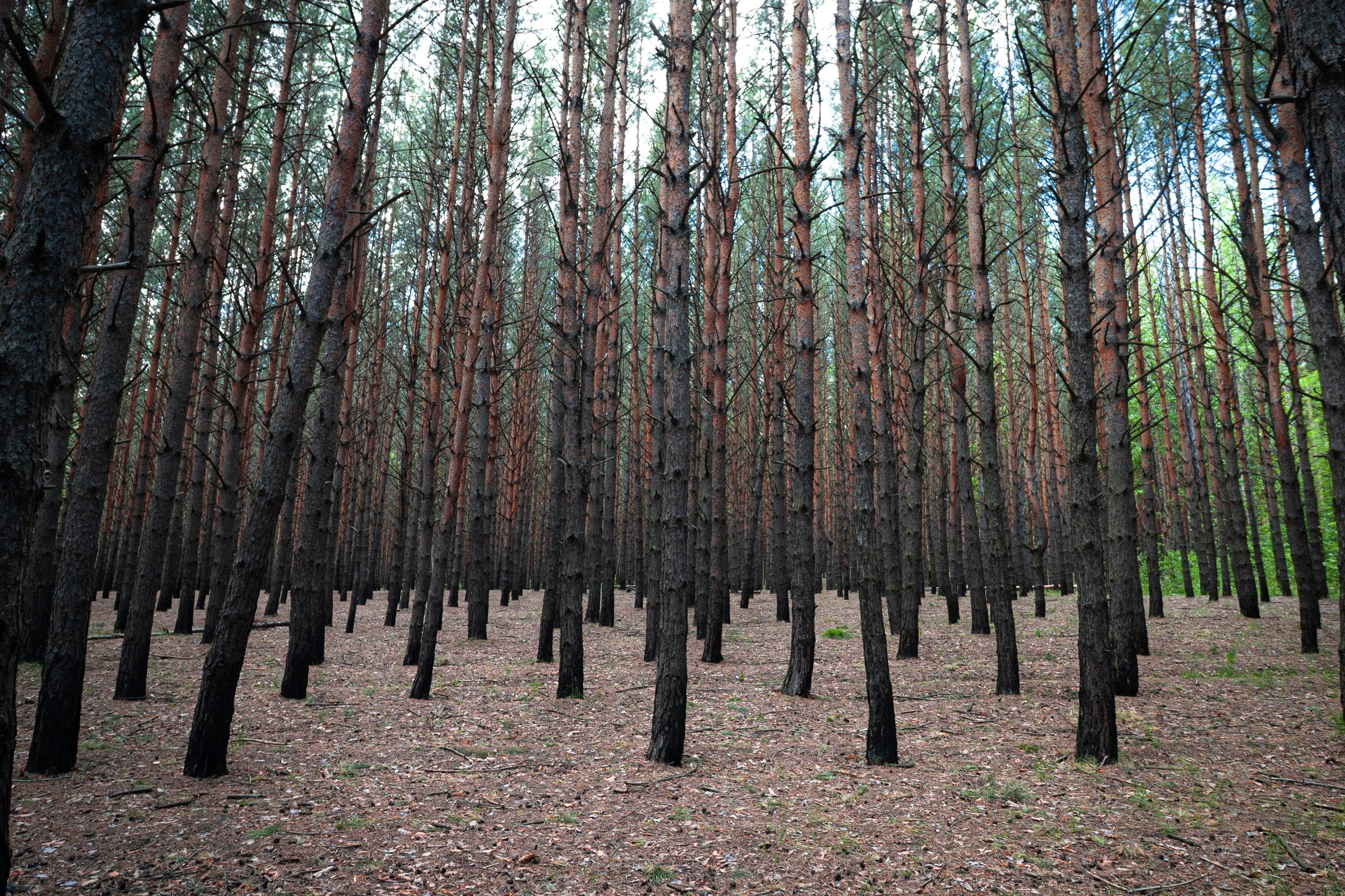 Dense Pine Forest with Vertical Trees in Daylight · Free Stock Photo