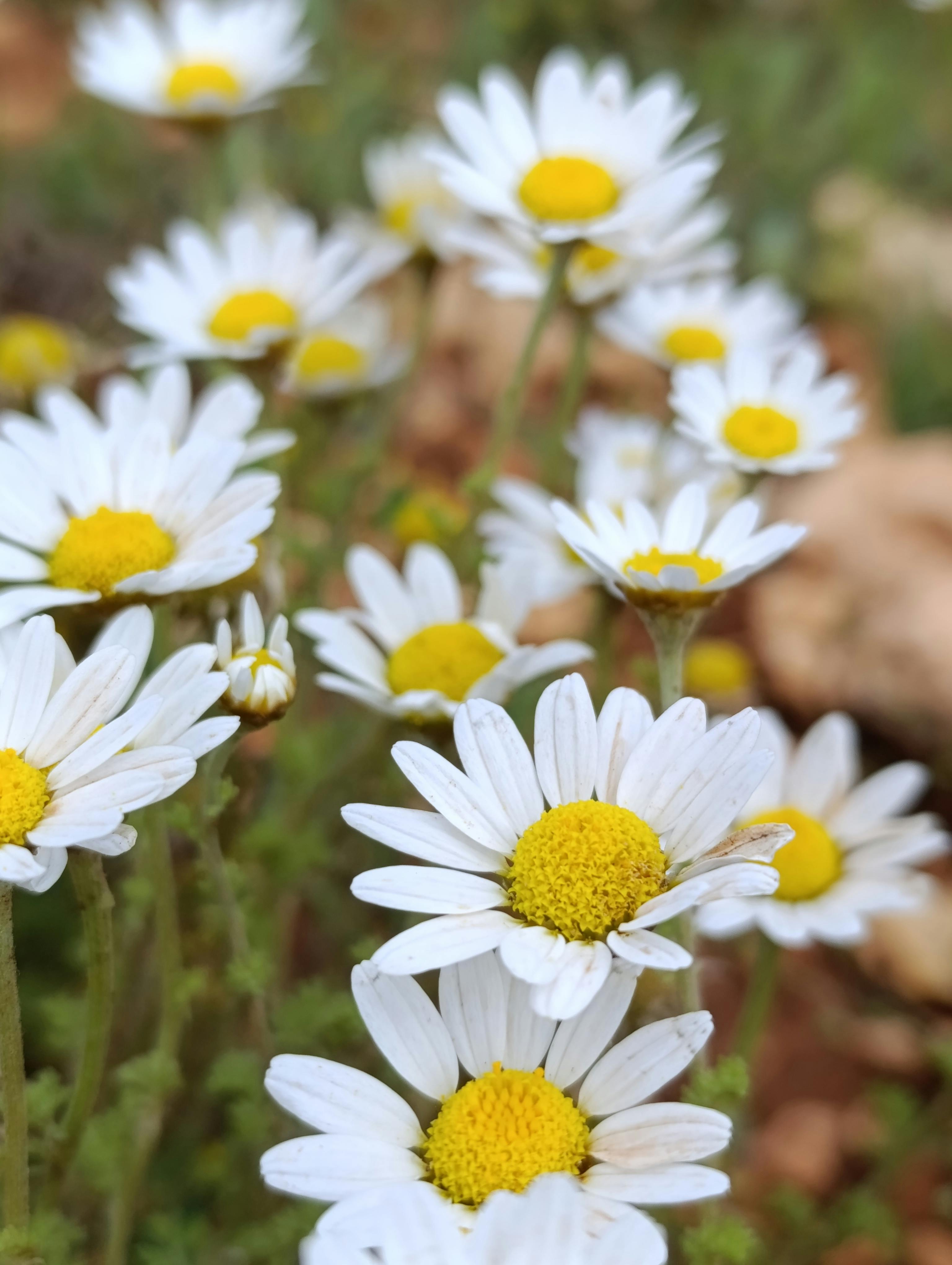 Close-up of Chamomile Flowers in Bloom · Free Stock Photo