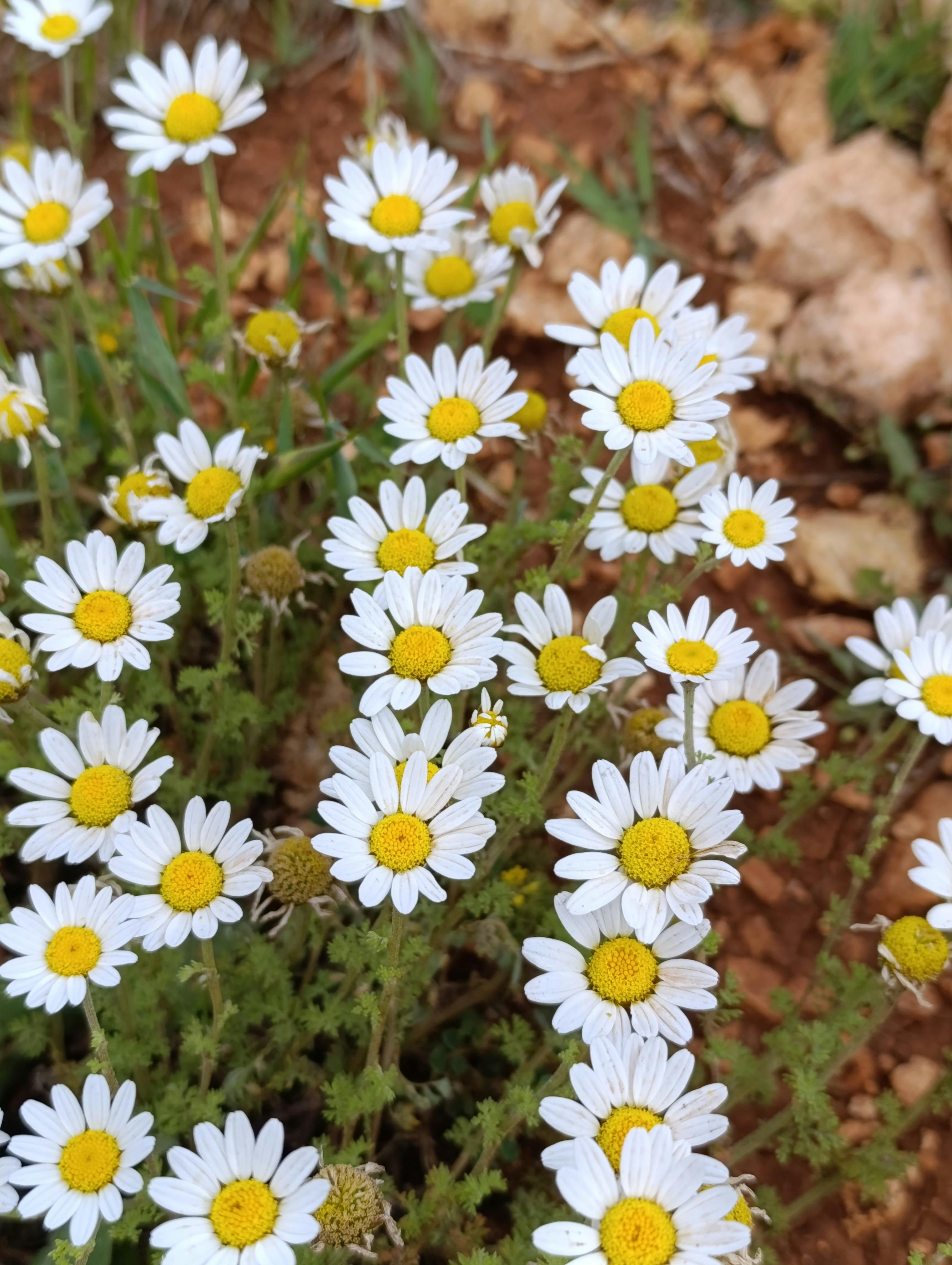 Flowers With Removed Background Photos, Download The BEST Free Flowers ...