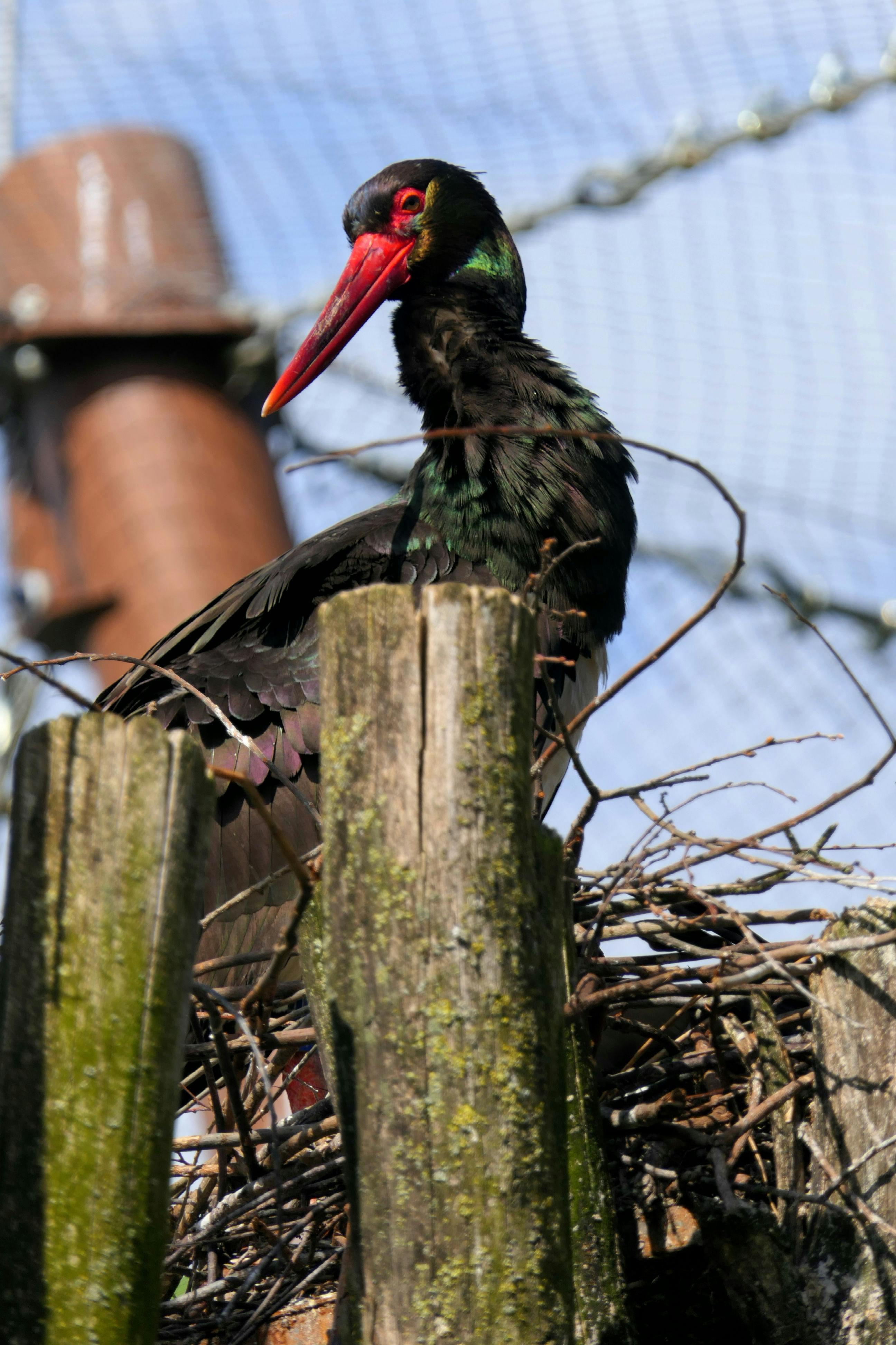 Black Stork Perched on Nest in French Zoo · Free Stock Photo