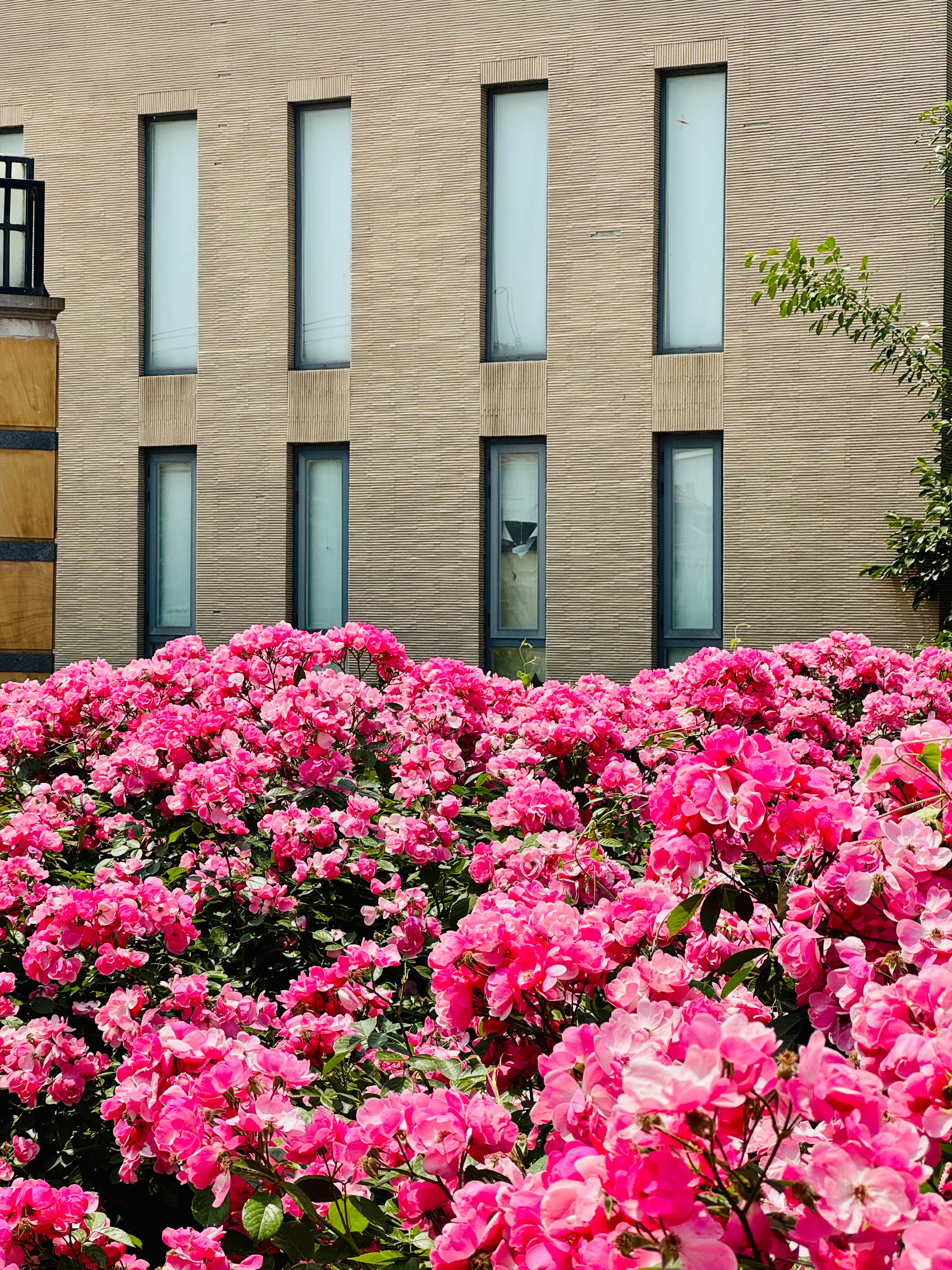 Vibrant Pink Flowers in Urban Setting · Free Stock Photo