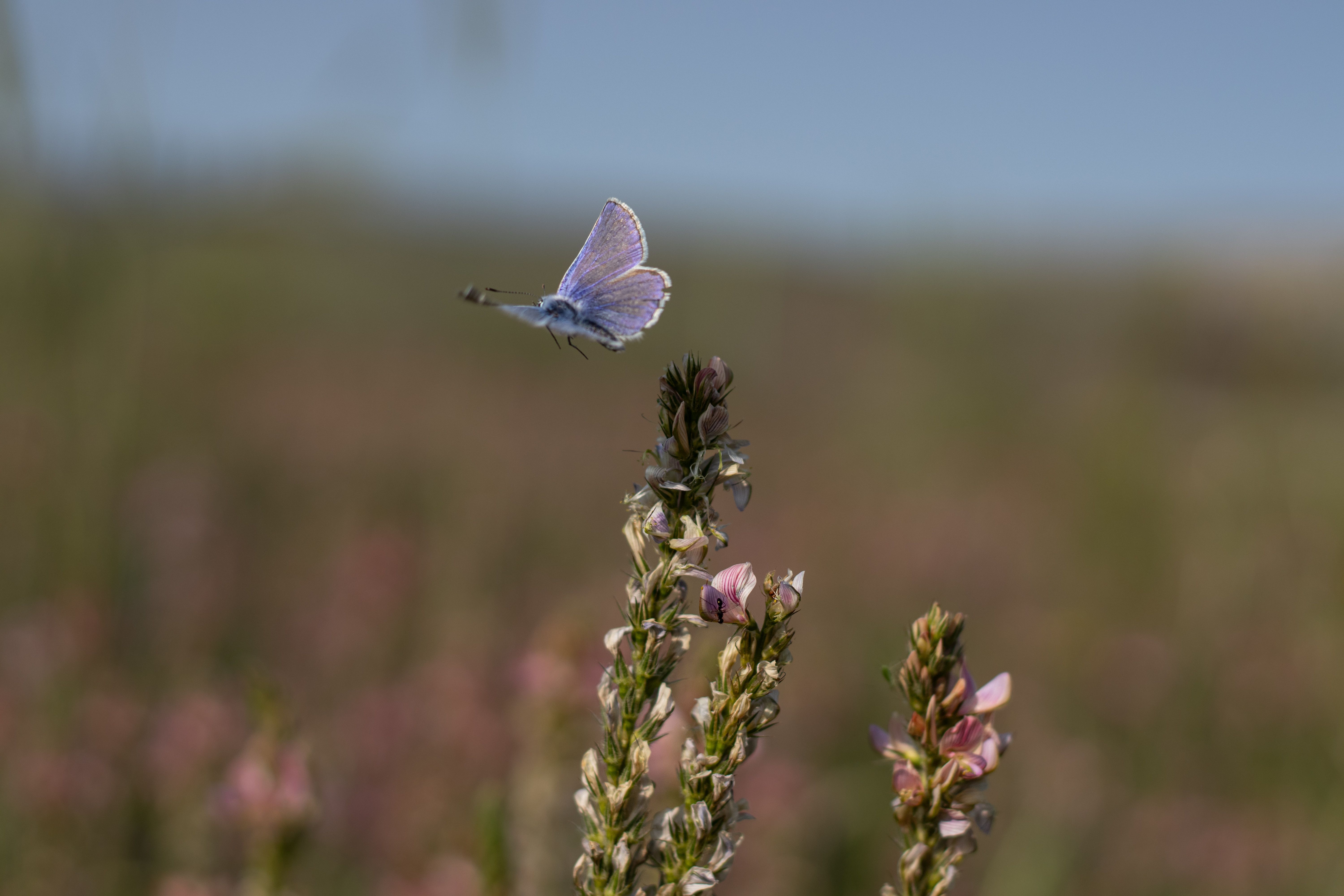 Delicate Butterfly on Blooming Wildflowers in Spring · Free Stock Photo