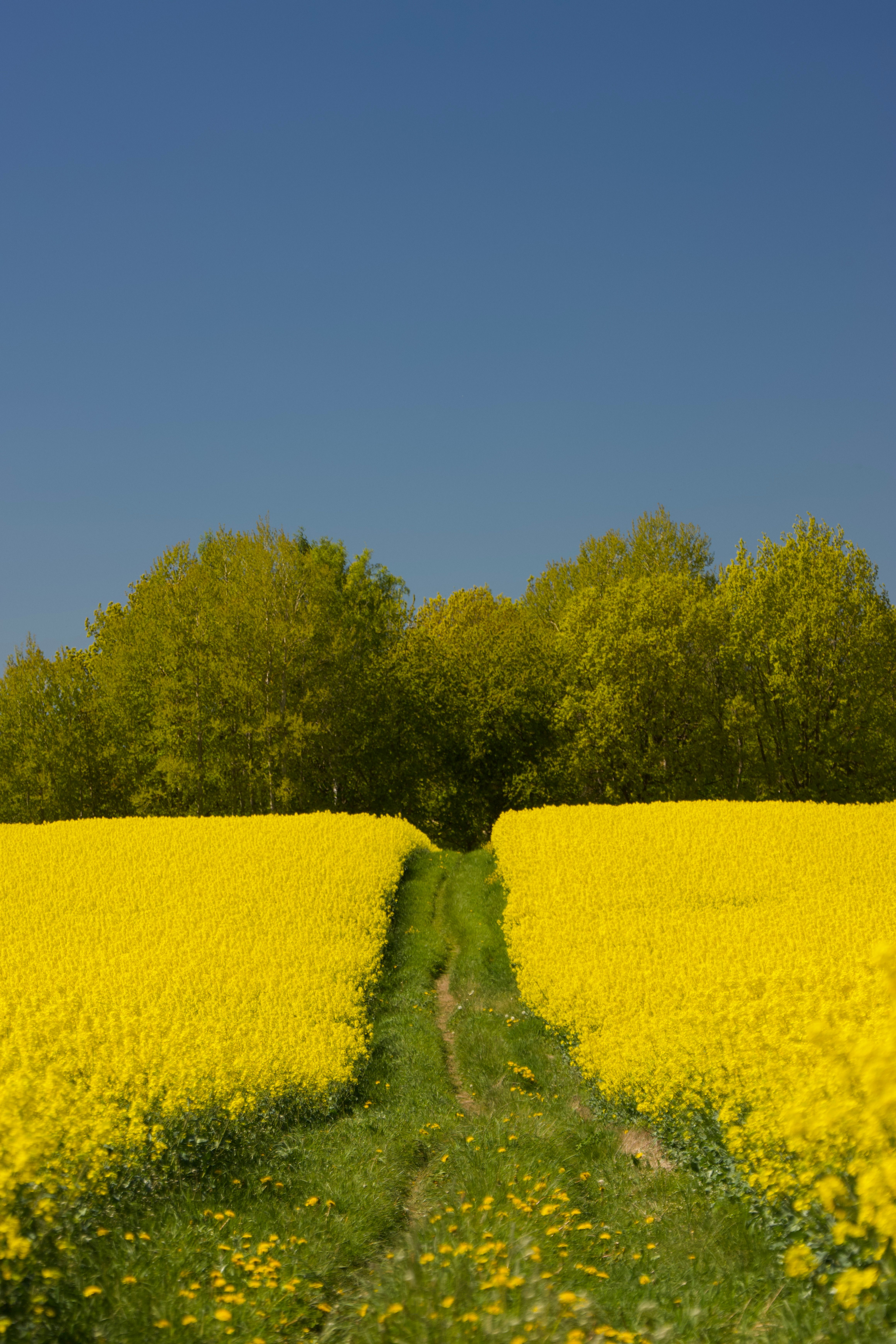 Vibrant Yellow Field in Jönköping, Sweden · Free Stock Photo