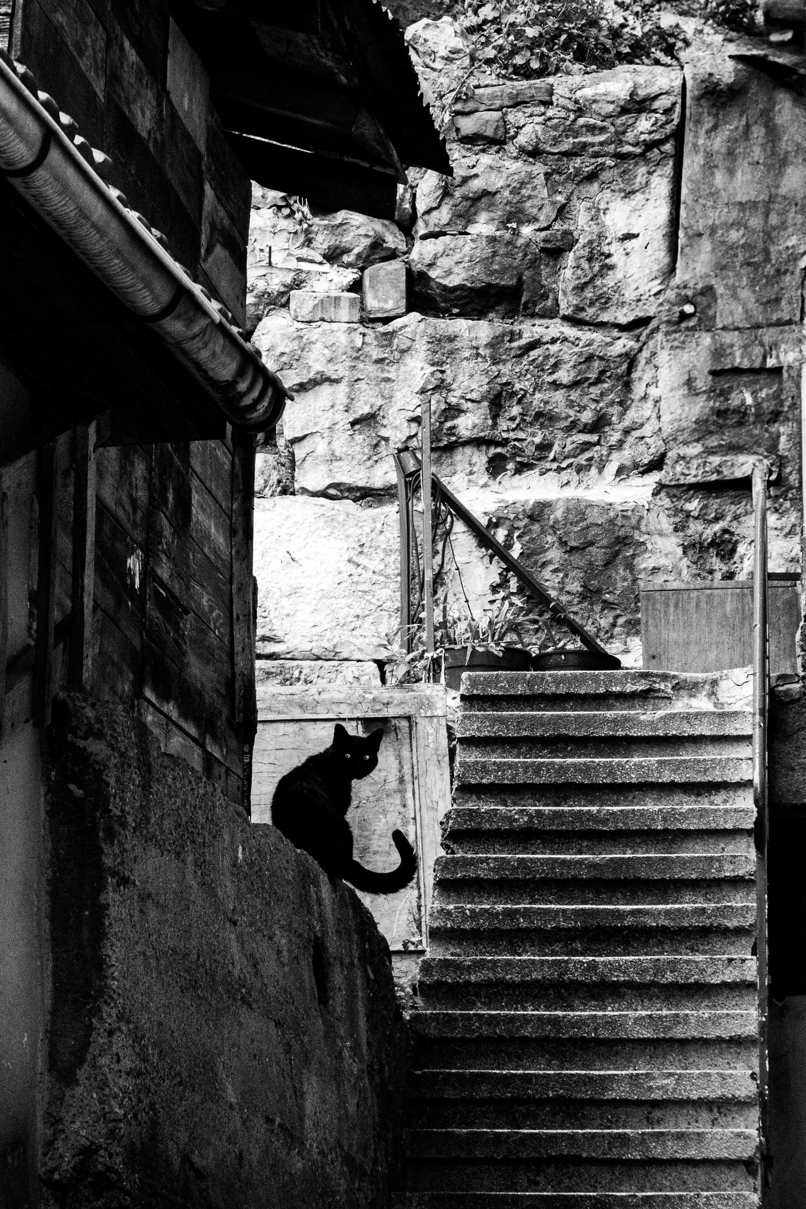 Animal Cat Bnw Photos, Download The BEST Free Animal Cat Bnw Stock ...