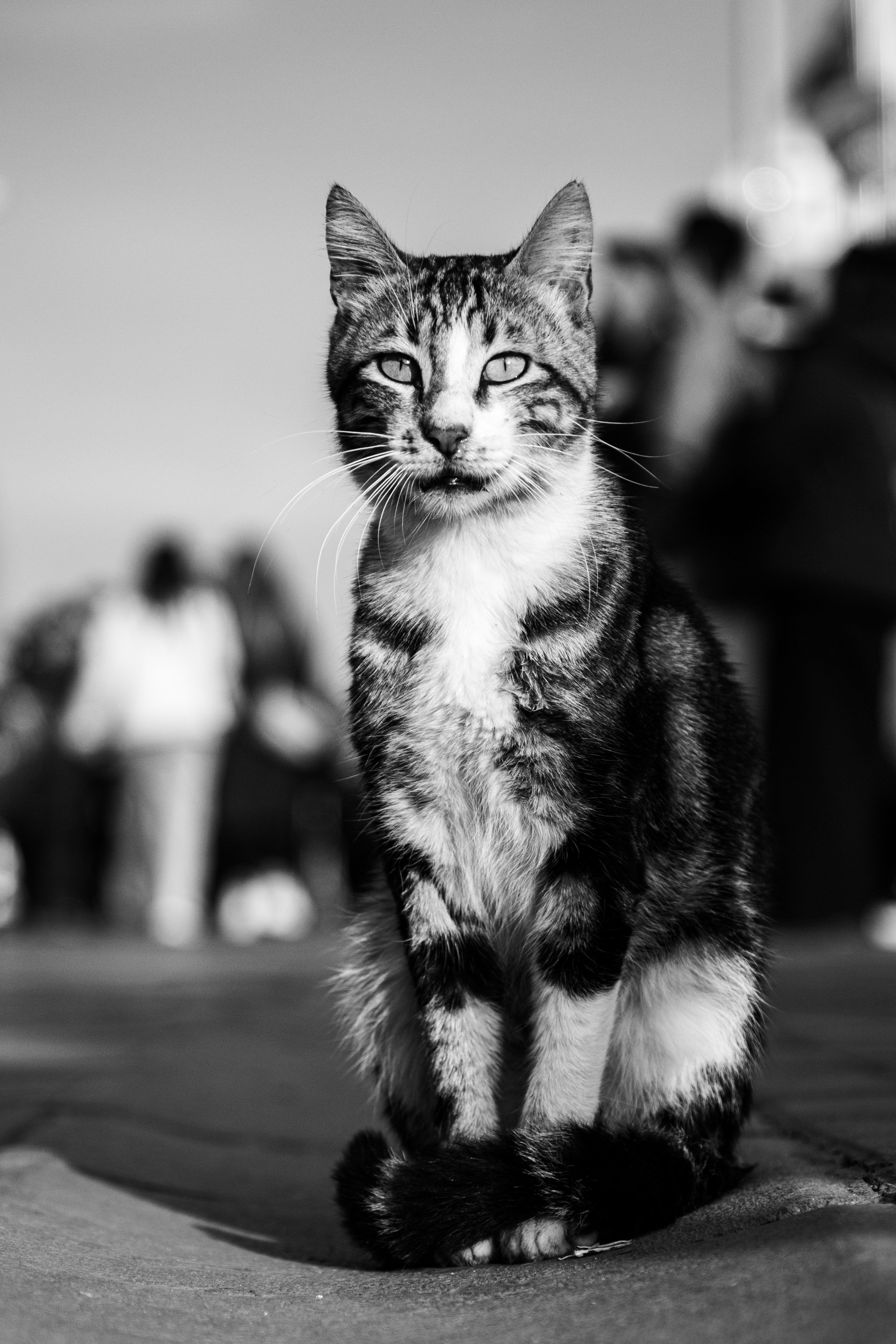 Animal Cat Bnw Photos, Download The BEST Free Animal Cat Bnw Stock ...