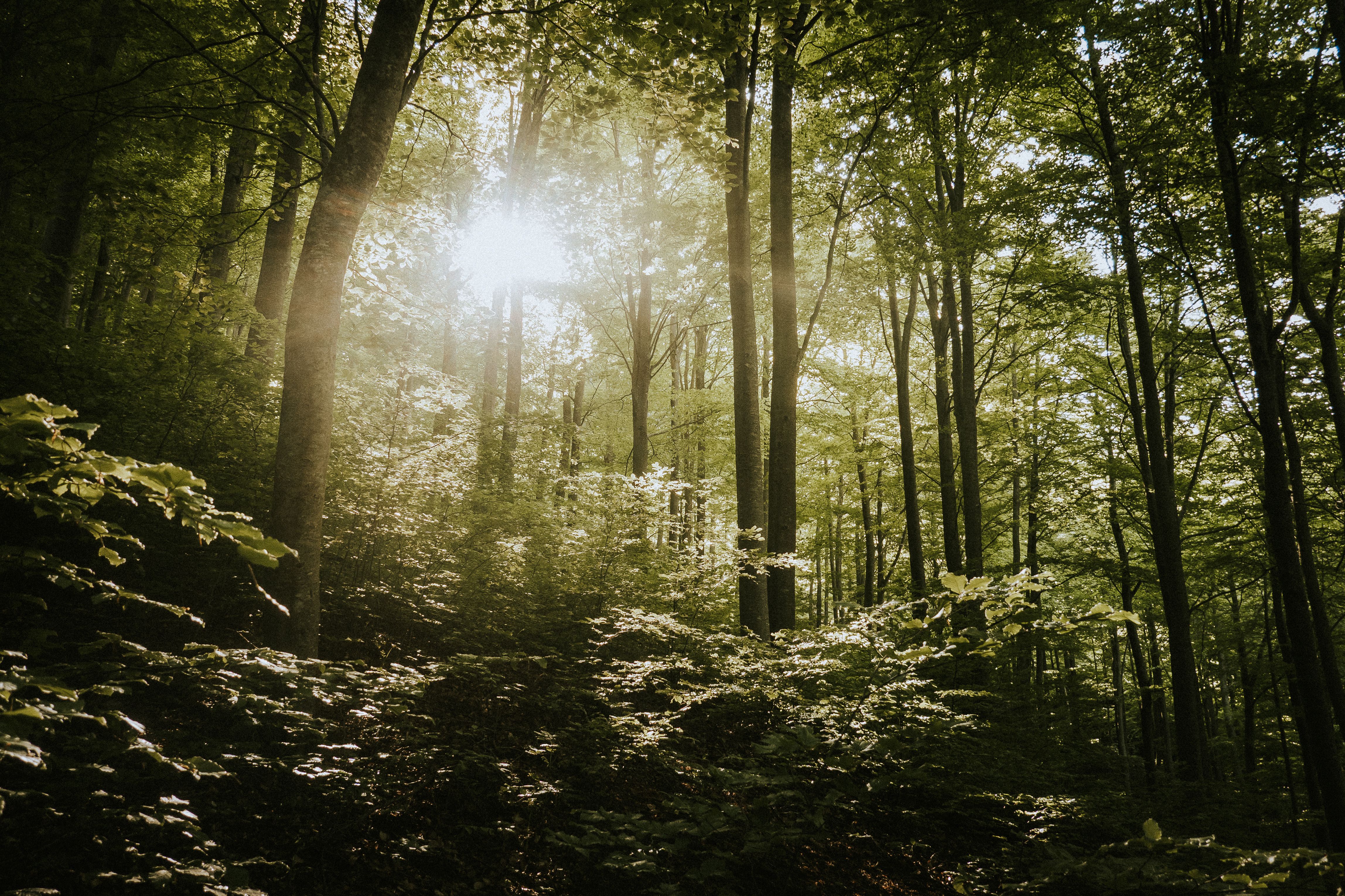 Trees on Forest at Daytime · Free Stock Photo