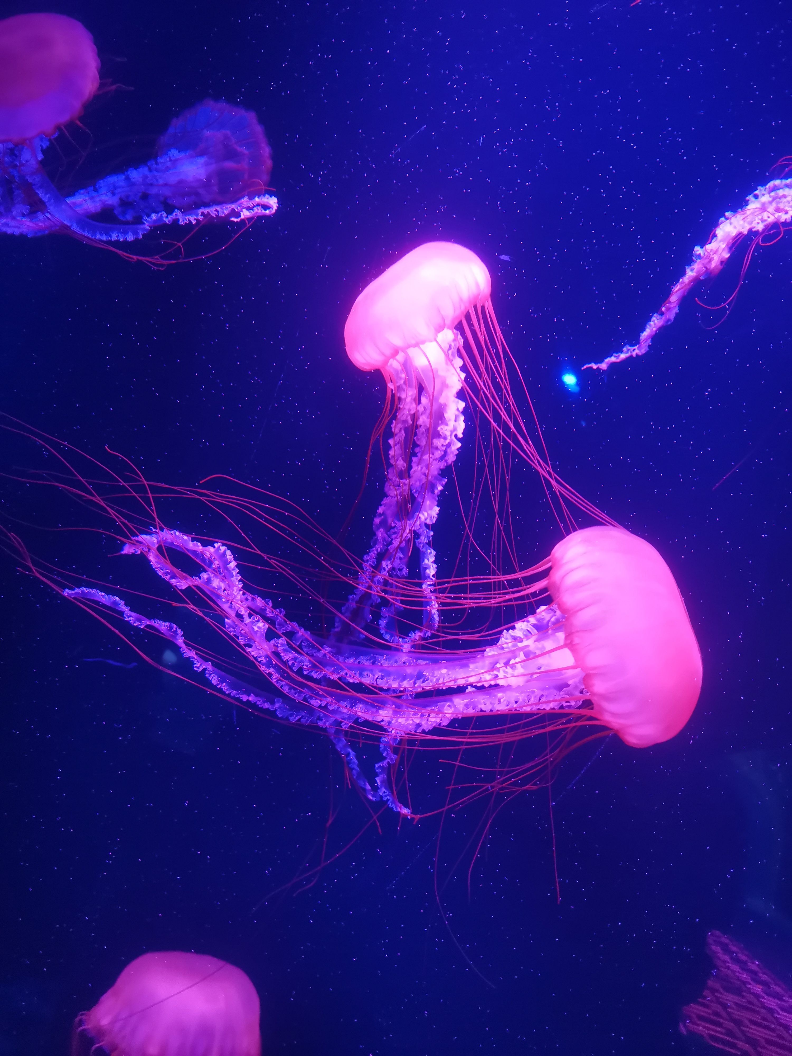 Underwater Photography of Deep Sea · Free Stock Photo