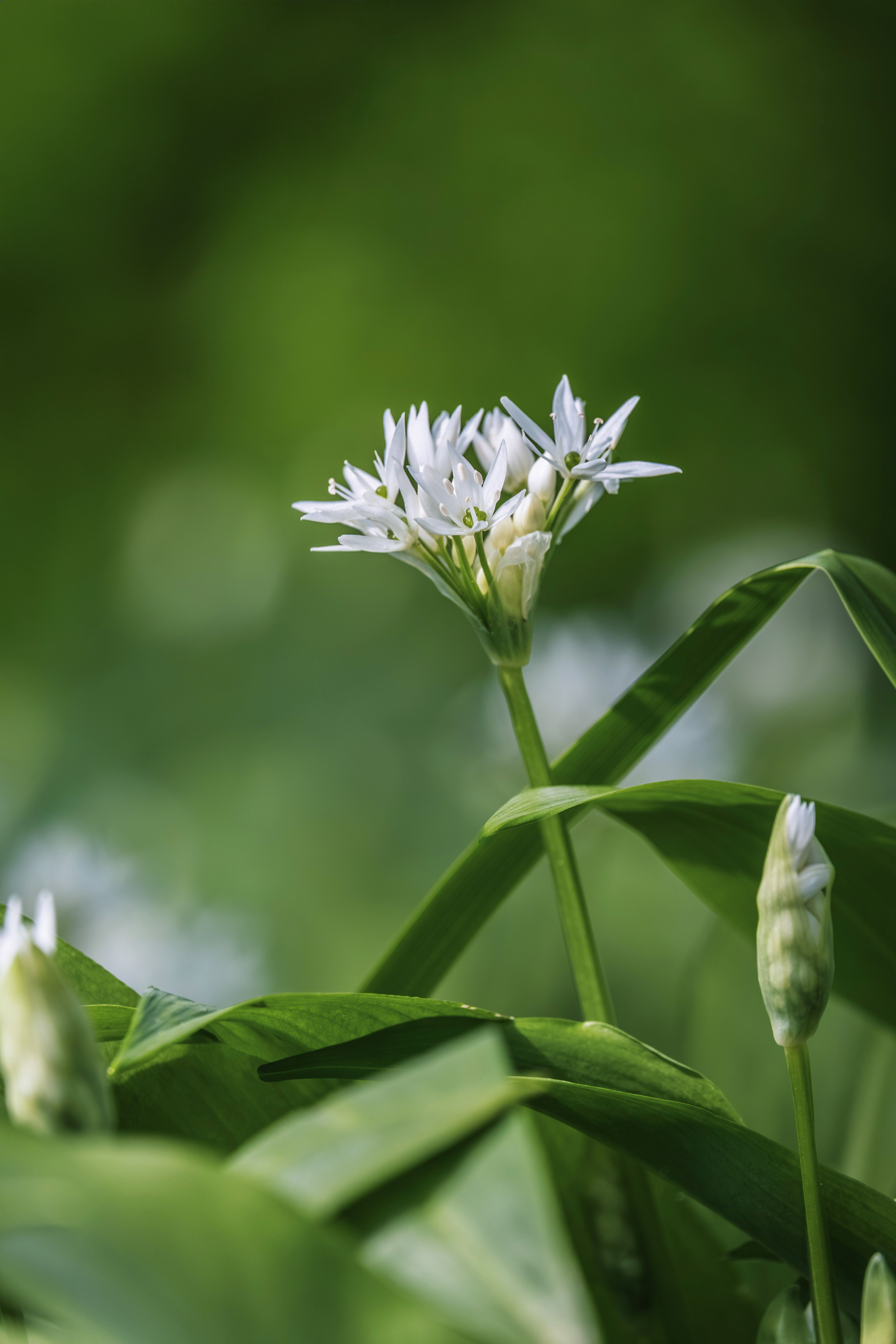 Close-up of Wild Garlic Flower in Blooming Forest · Free Stock Photo