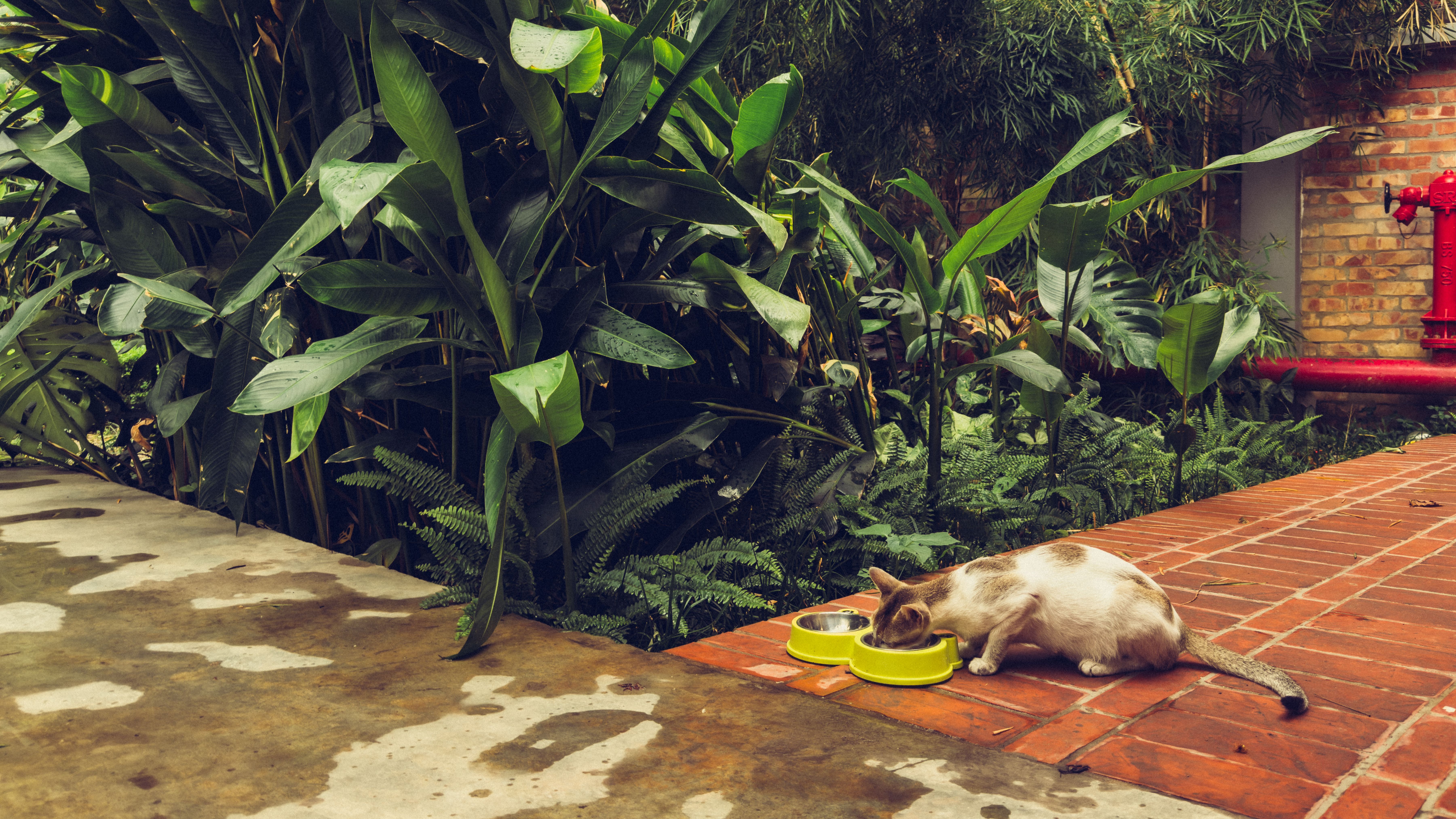 Cat Eating from Bowl in Lush Garden Setting · Free Stock Photo