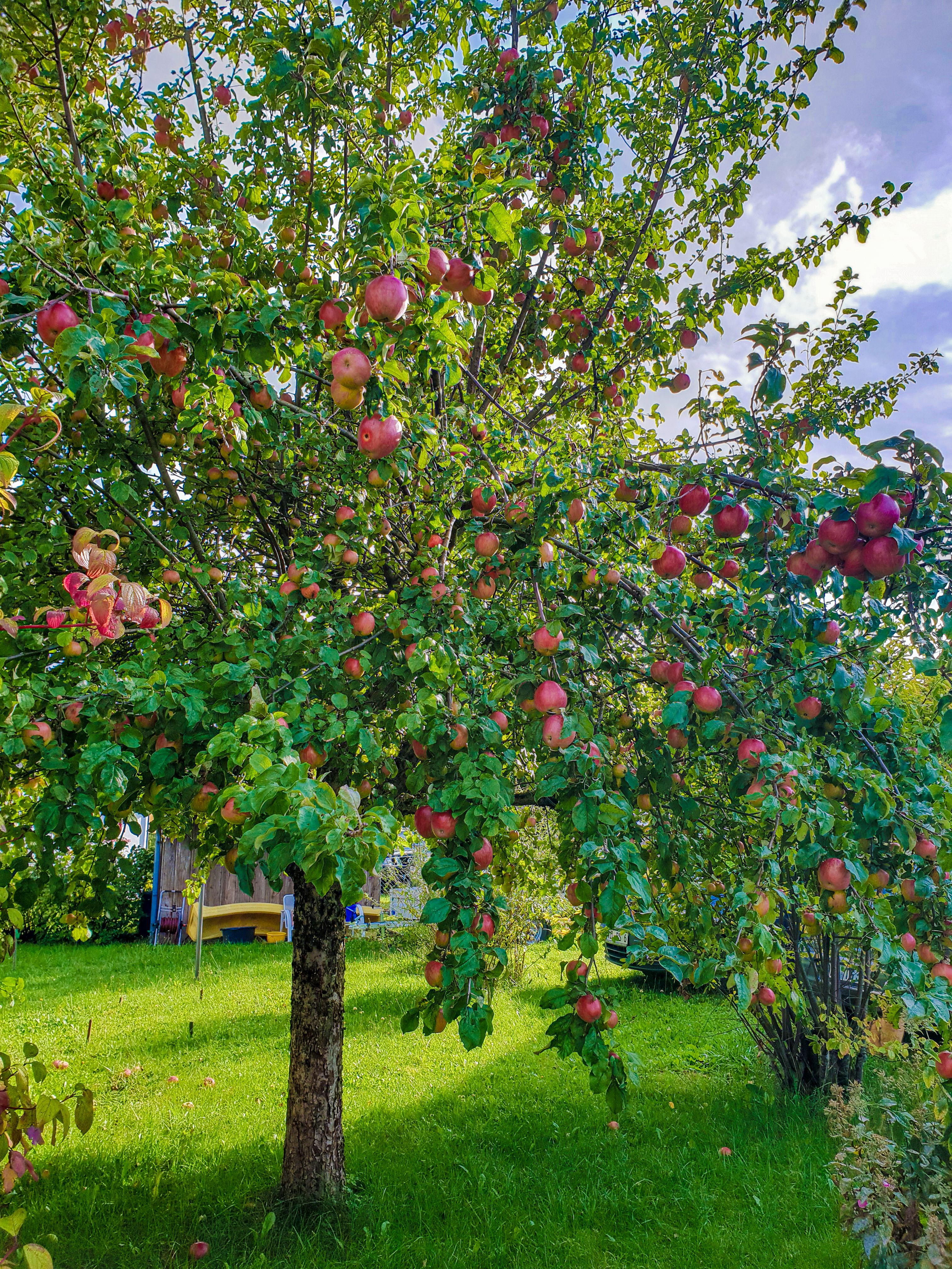 Lush Apple Tree in Bavarian Garden · Free Stock Photo