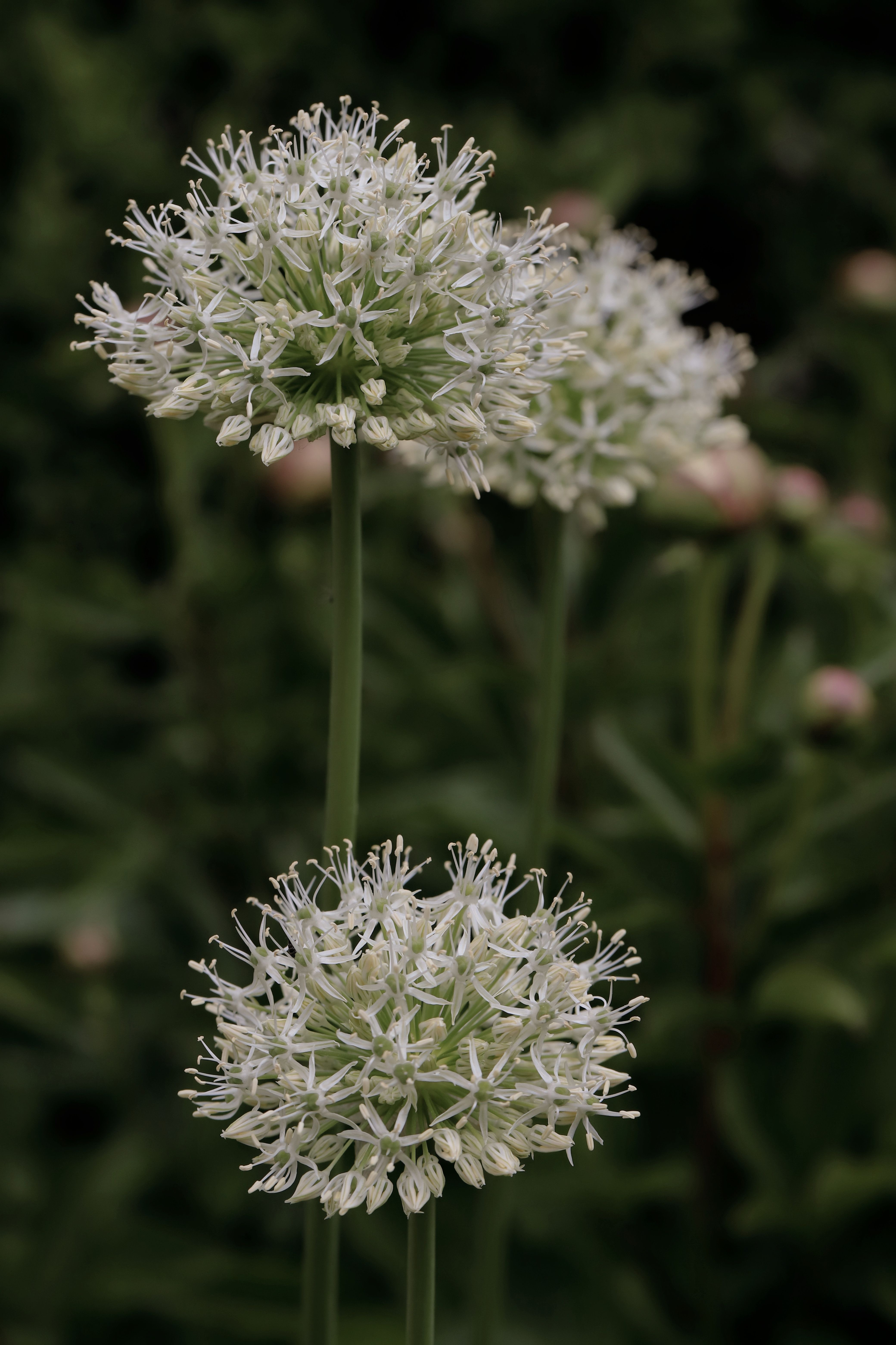 Close-Up of White Allium Flowers in Bloom · Free Stock Photo