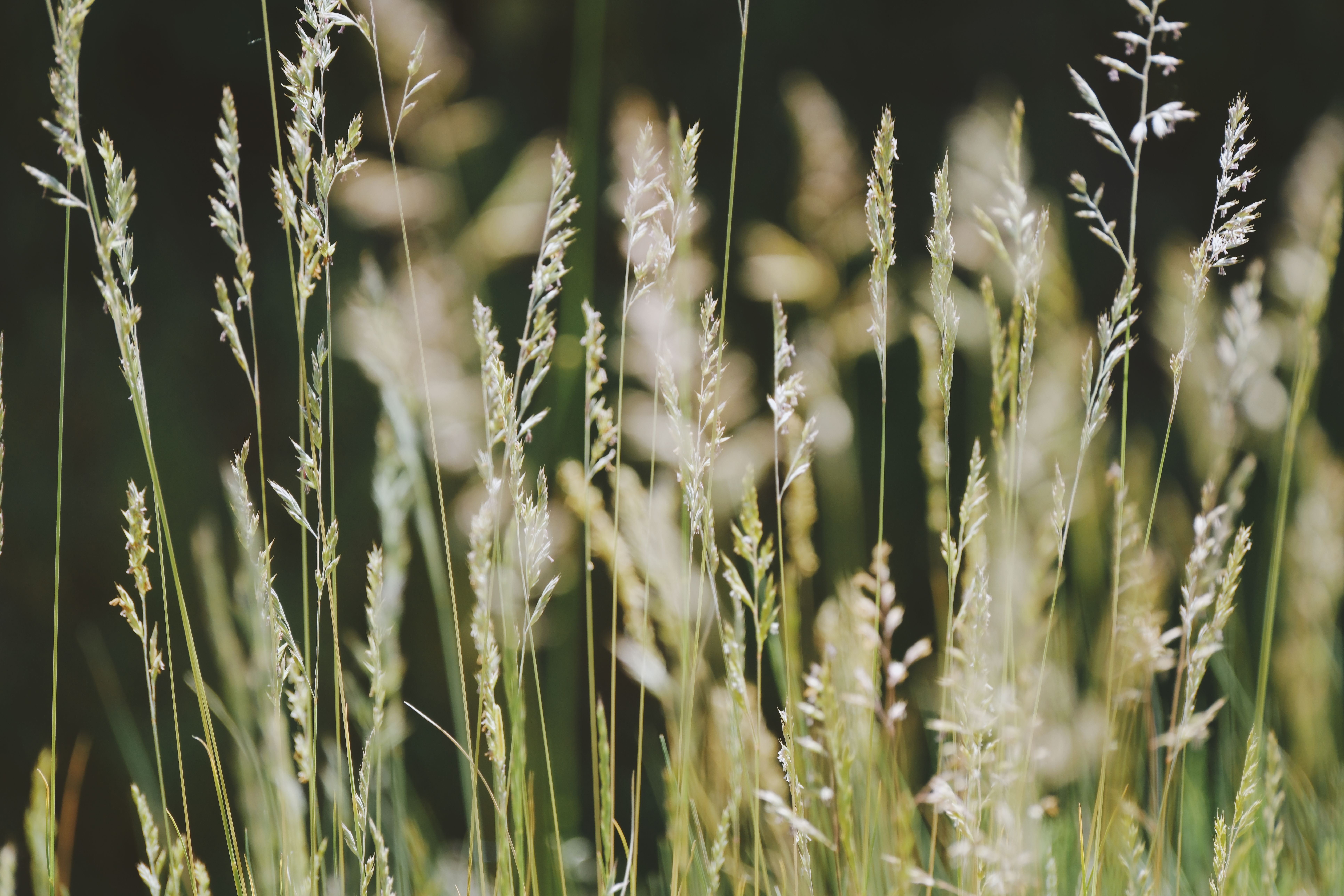 Close-Up of Tall Grasses in Bright Sunlight · Free Stock Photo