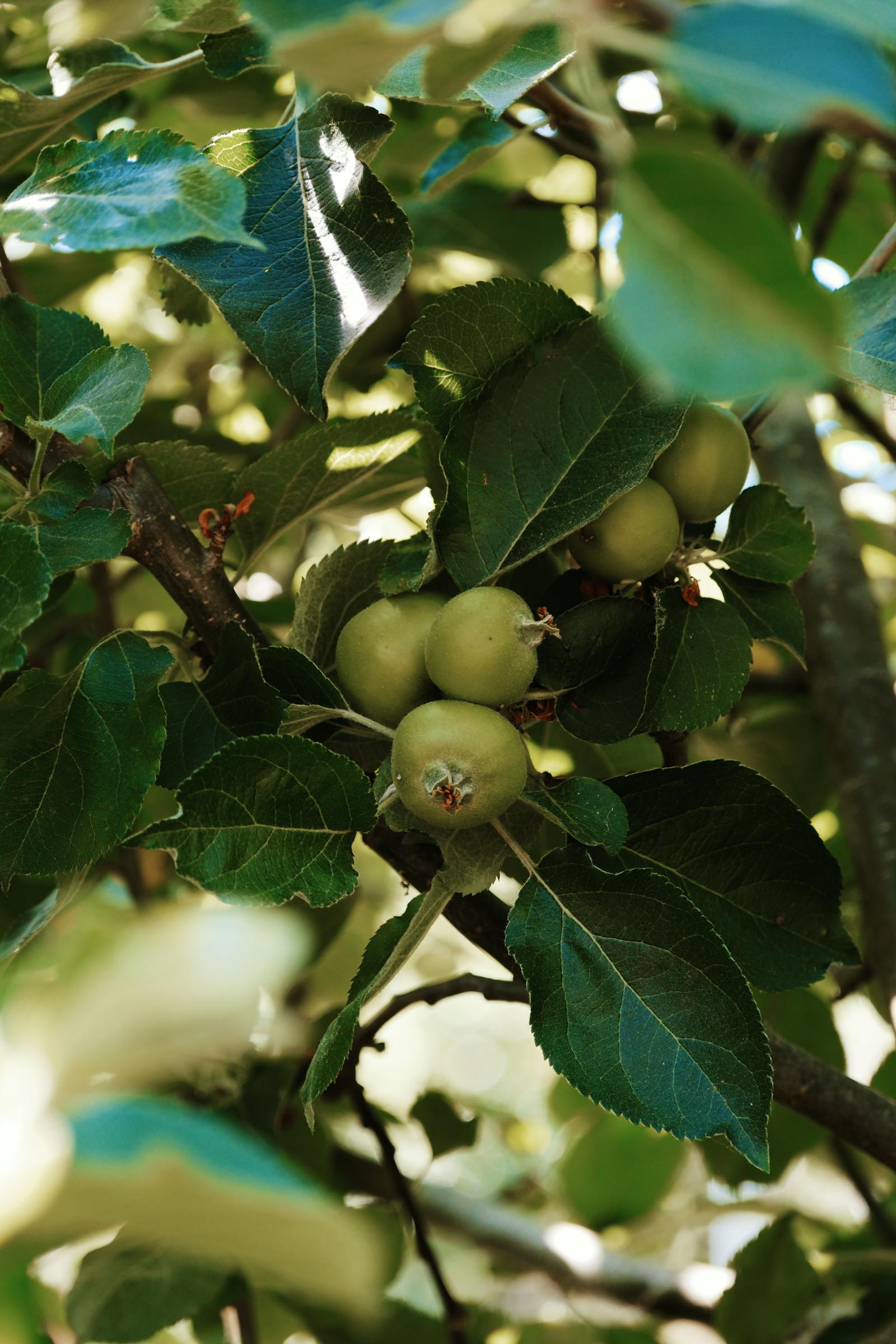 Apple Fruit Photos, Download The BEST Free Apple Fruit Stock Photos ...