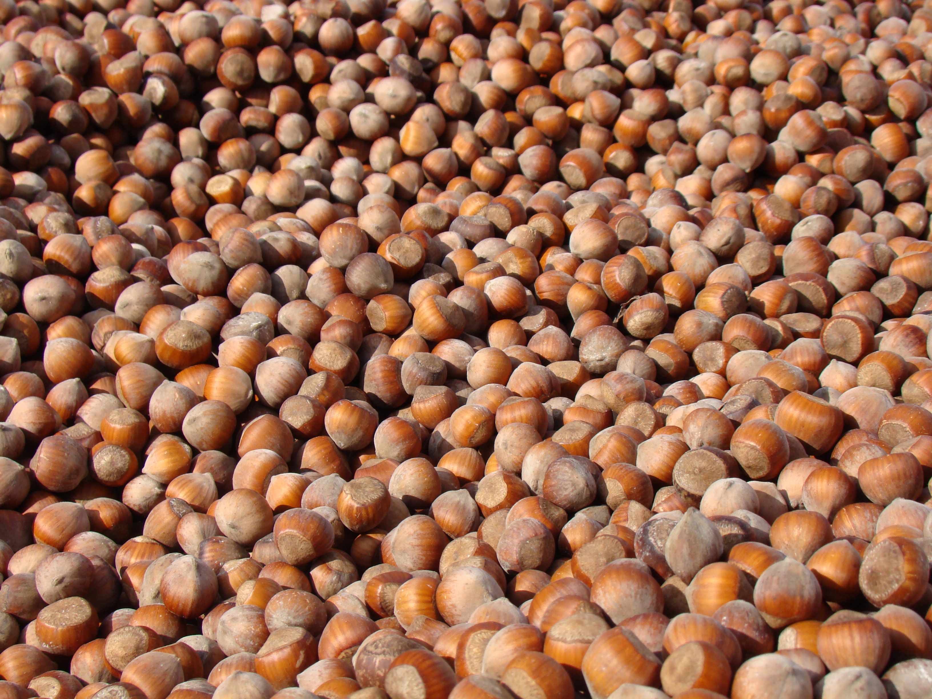 Close-up Heap of Raw Unshelled Hazelnuts · Free Stock Photo