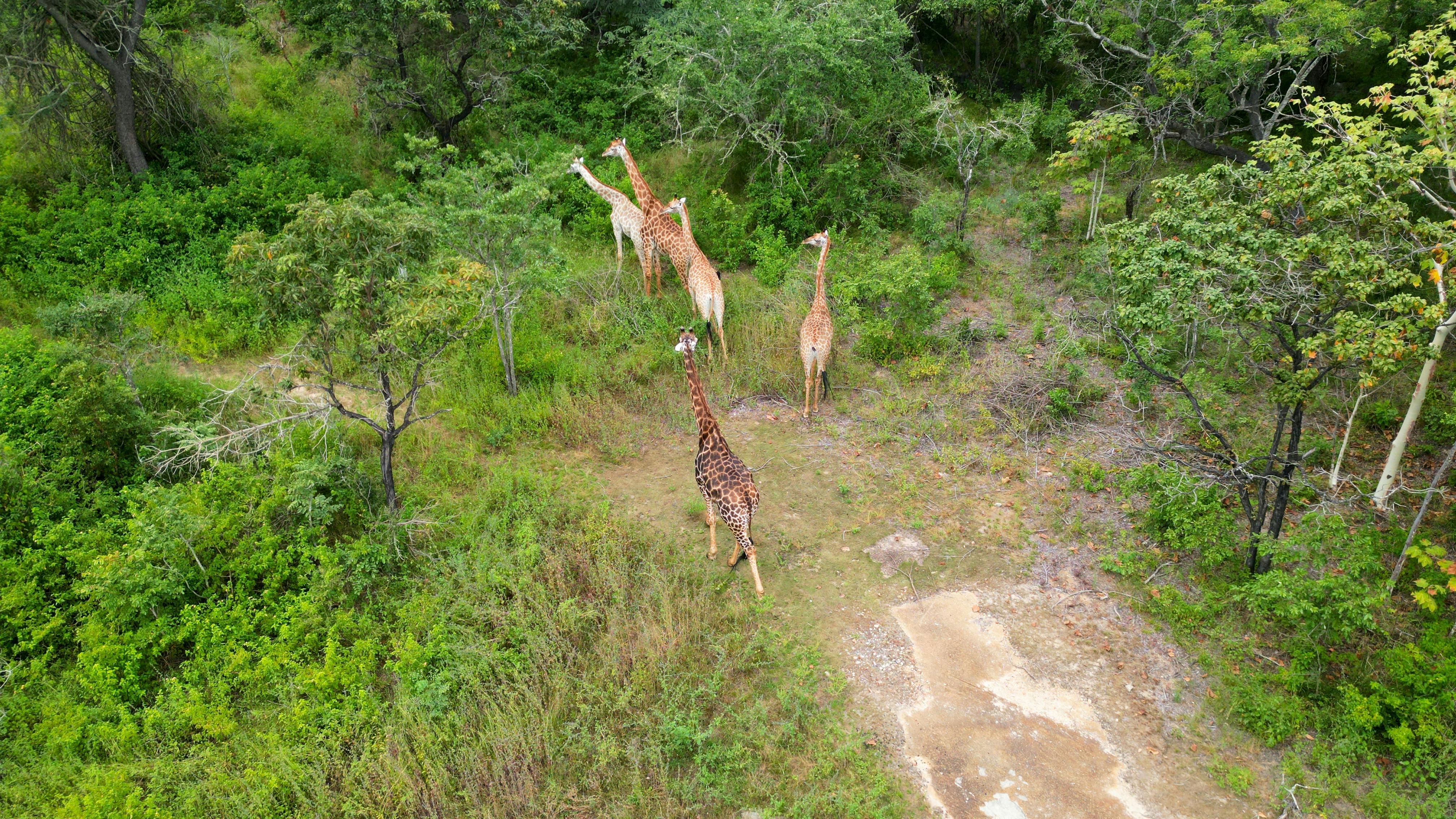Giraffe Zimbabwe Photos, Download The BEST Free Giraffe Zimbabwe Stock ...