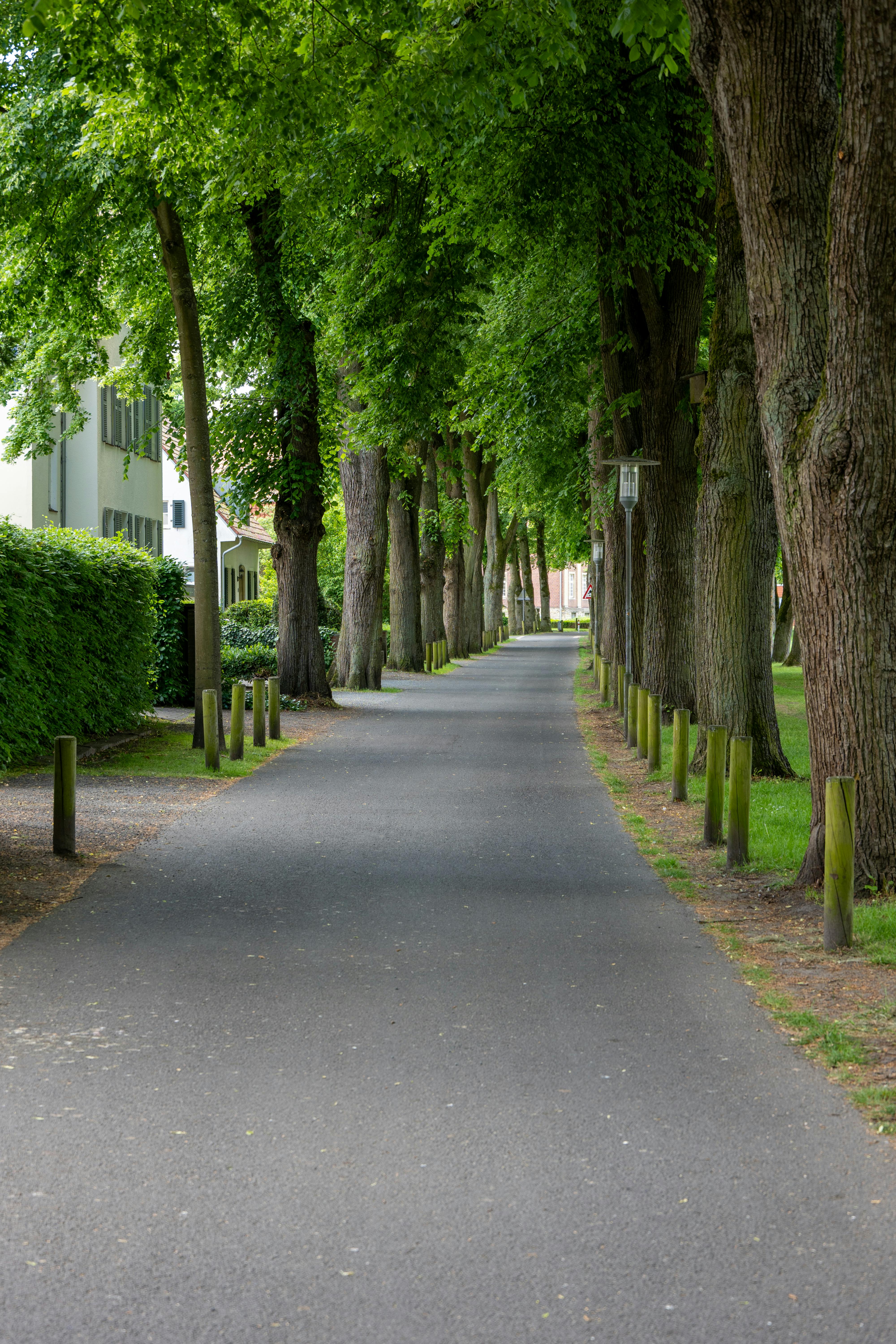 Scenic Tree-Lined Pathway in Urban Park Setting · Free Stock Photo
