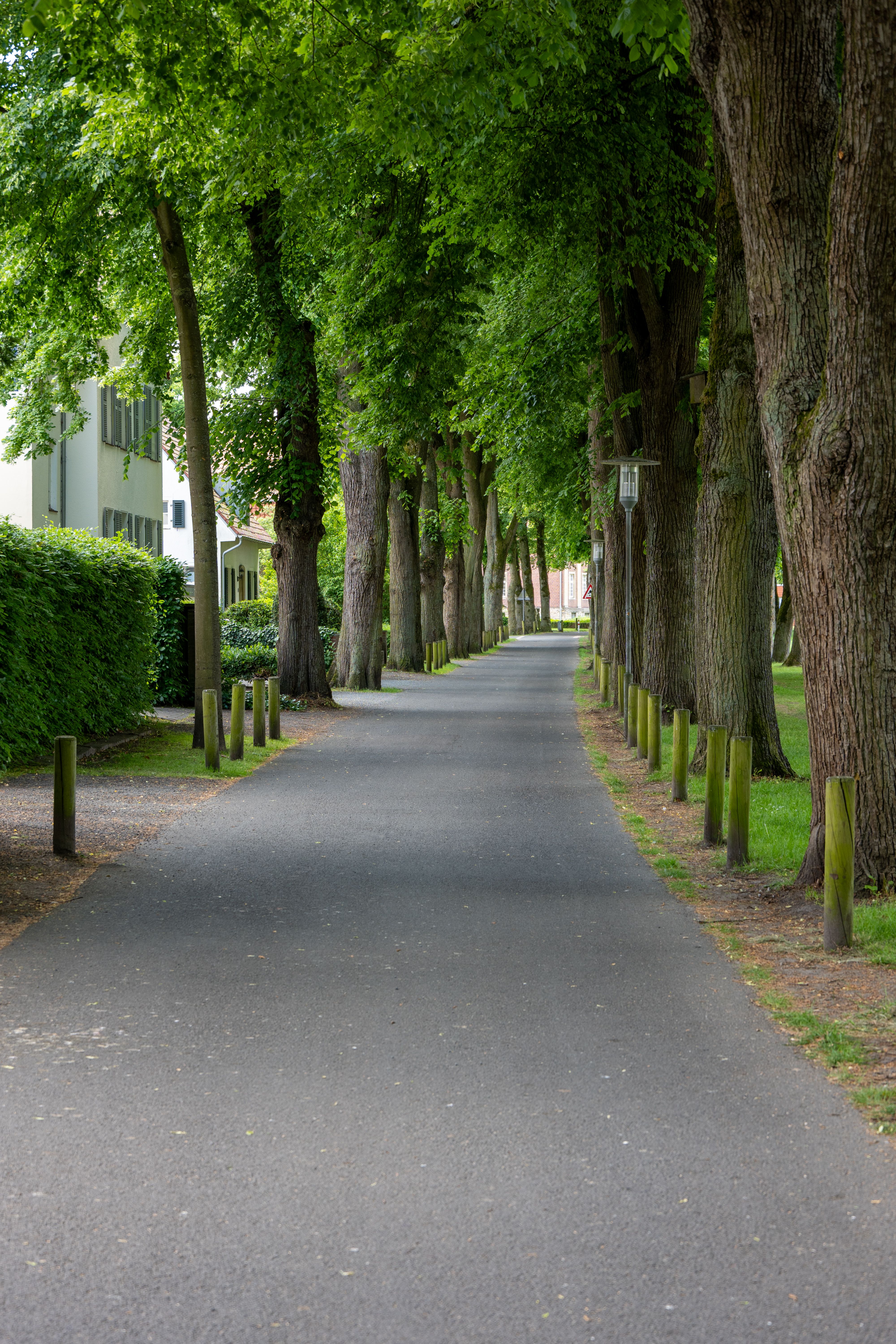 Scenic Tree-Lined Pathway in Urban Park Setting · Free Stock Photo