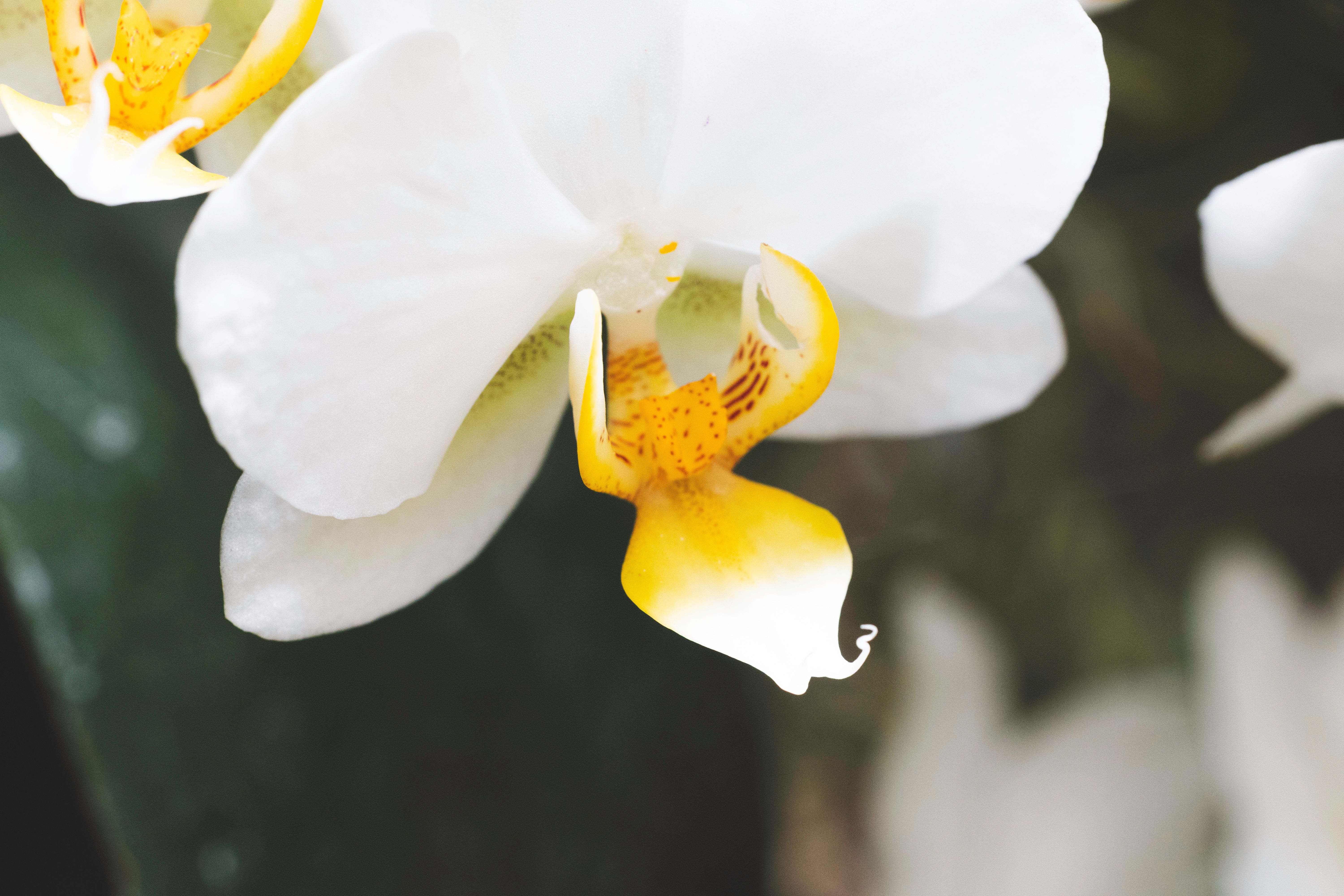 Assam Orchid Flower Photos, Download The BEST Free Assam Orchid Flower ...