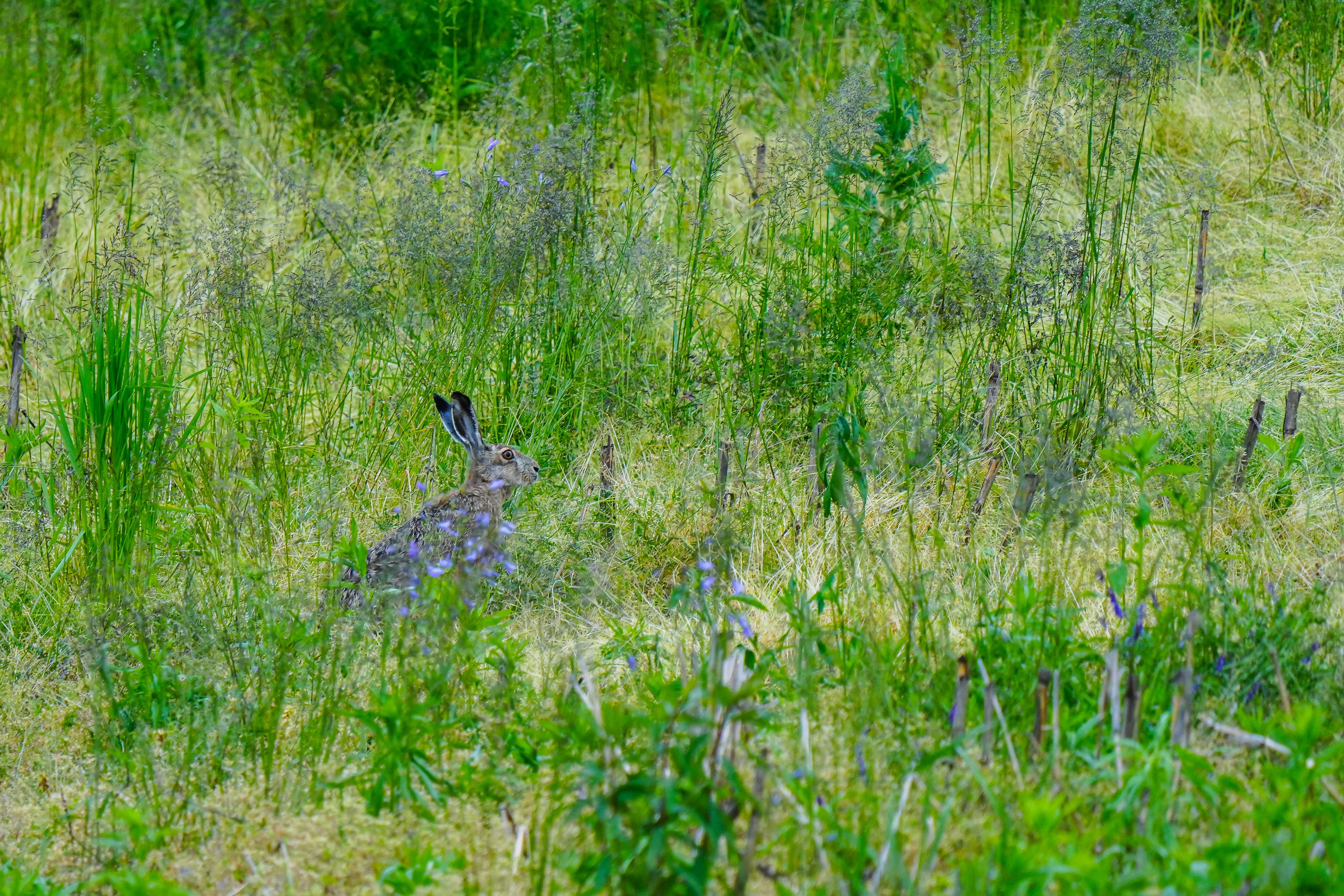 Artic Rabbit Photos, Download The BEST Free Artic Rabbit Stock Photos ...
