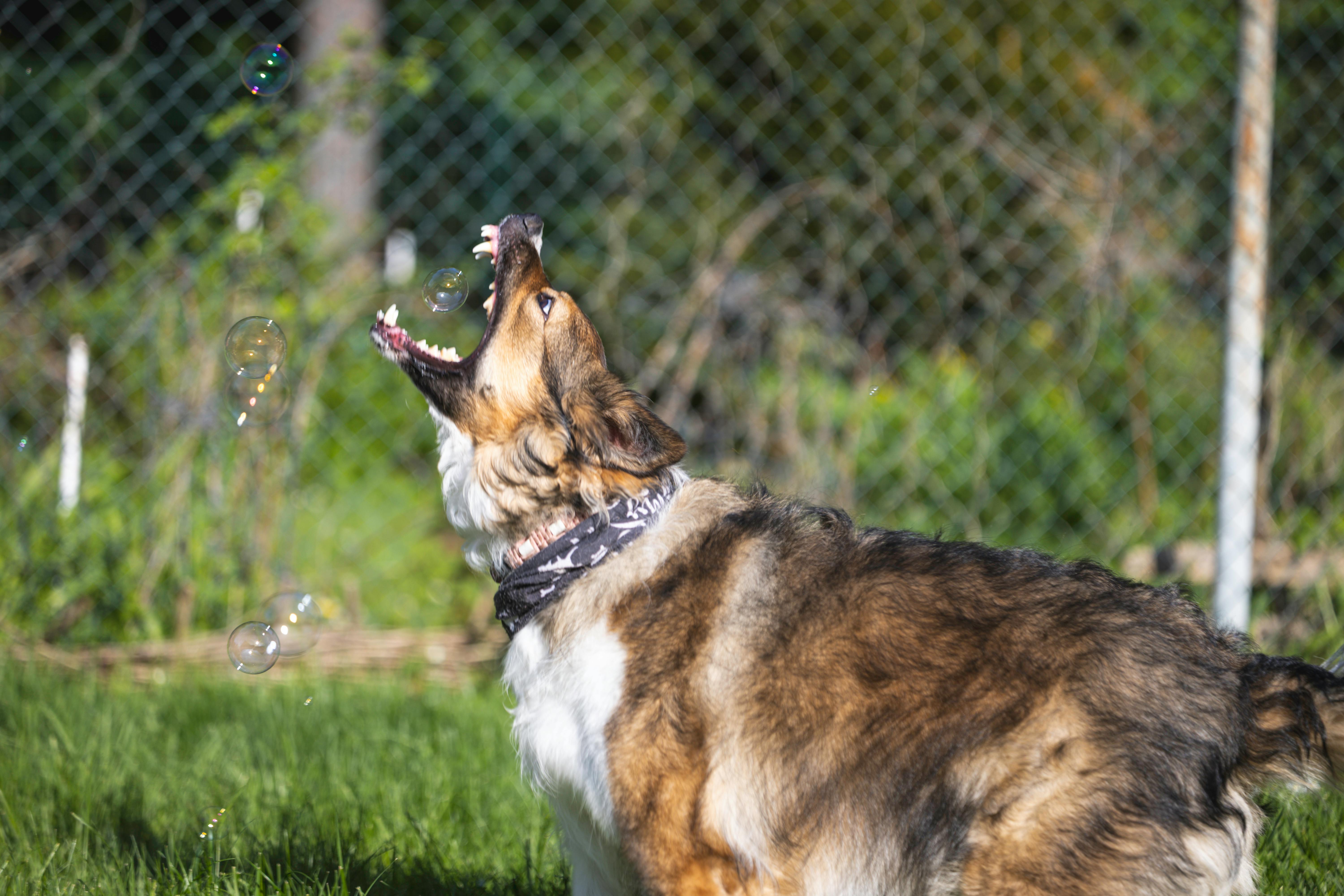 Dog Chasing Bubbles Photos, Download The BEST Free Dog Chasing Bubbles ...