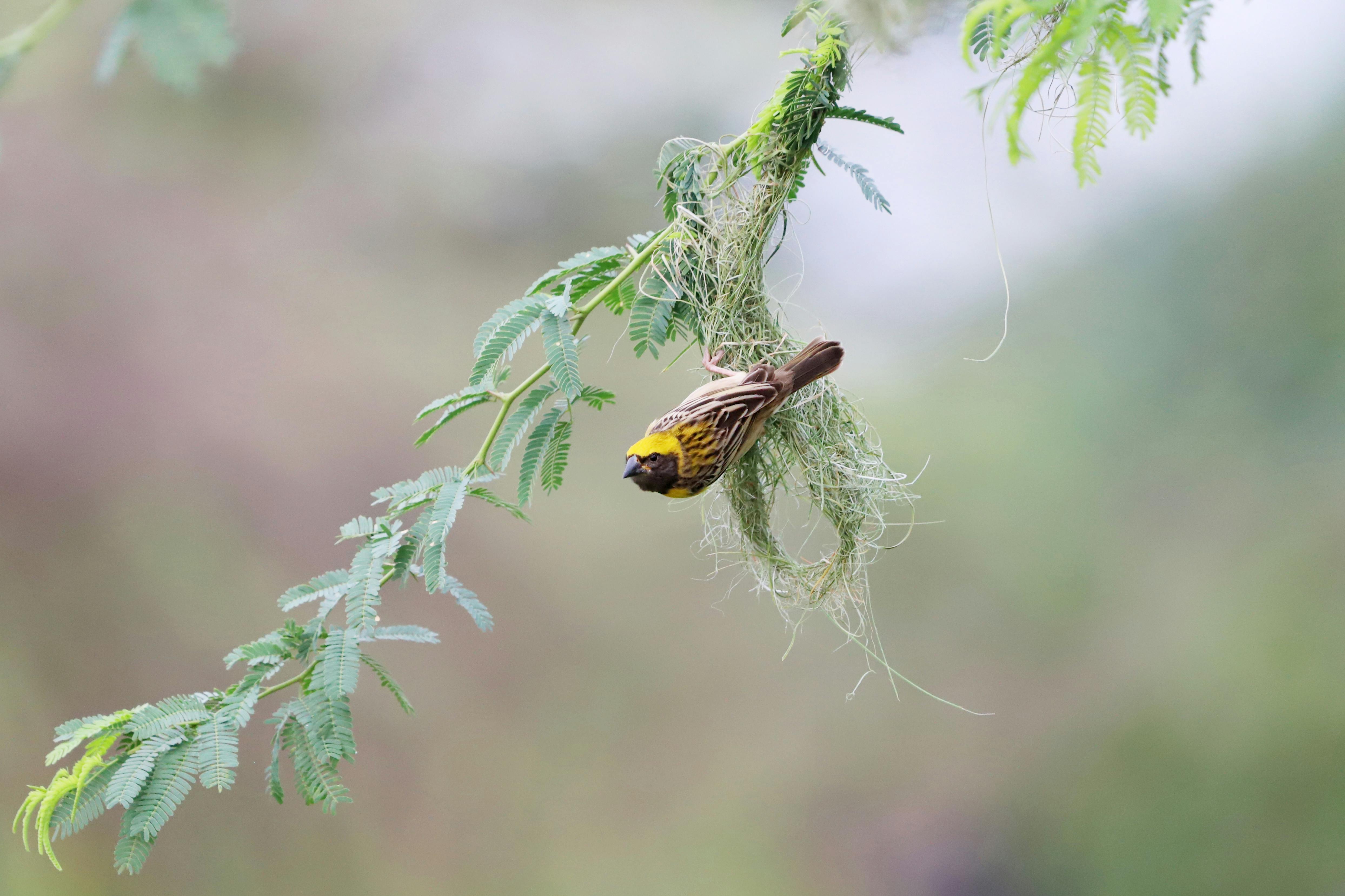 Male Weaver Bird on Nesting Acacia Branch · Free Stock Photo