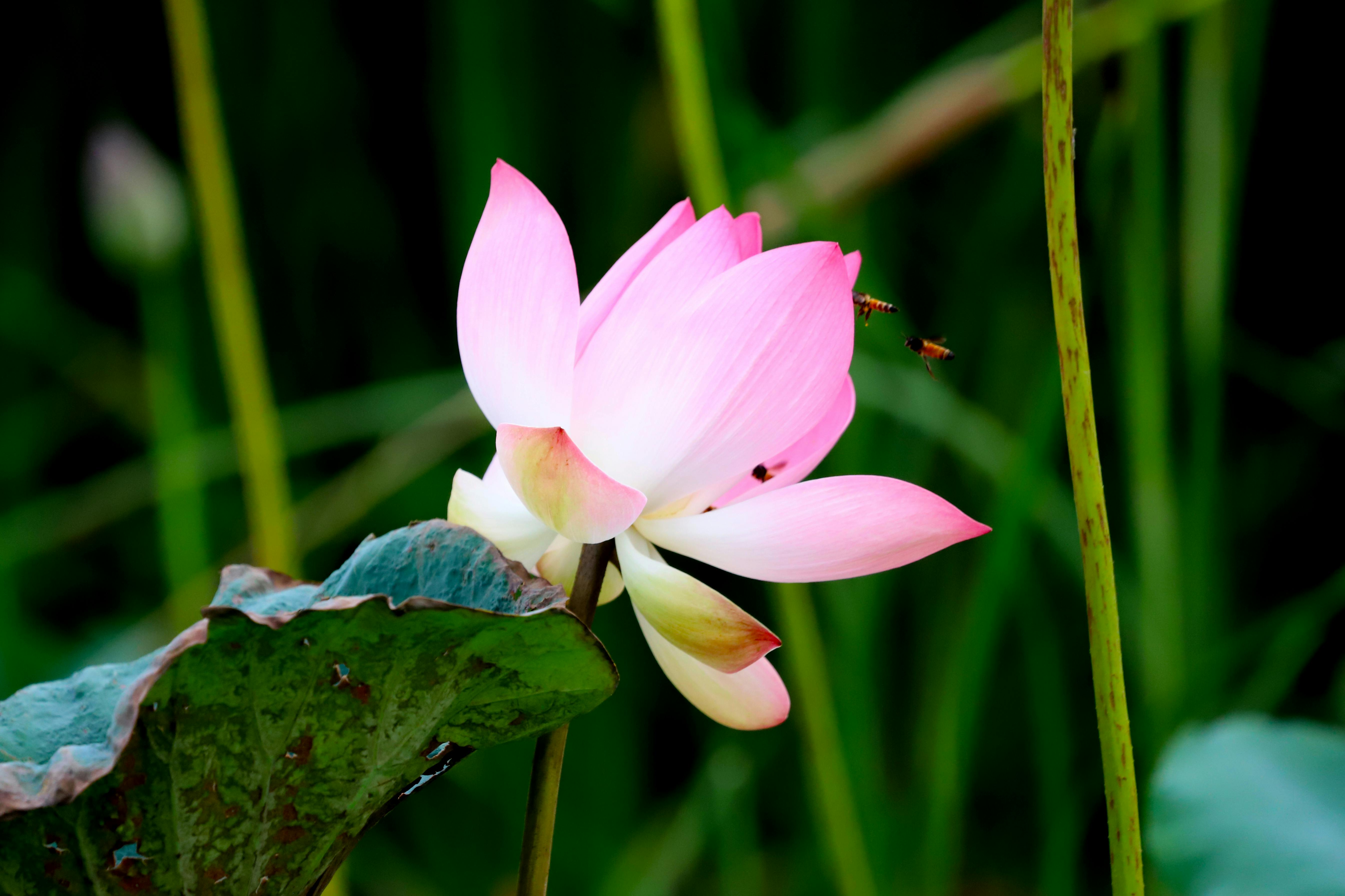 Hippie Nature Insects Photos, Download The BEST Free Hippie Nature ...