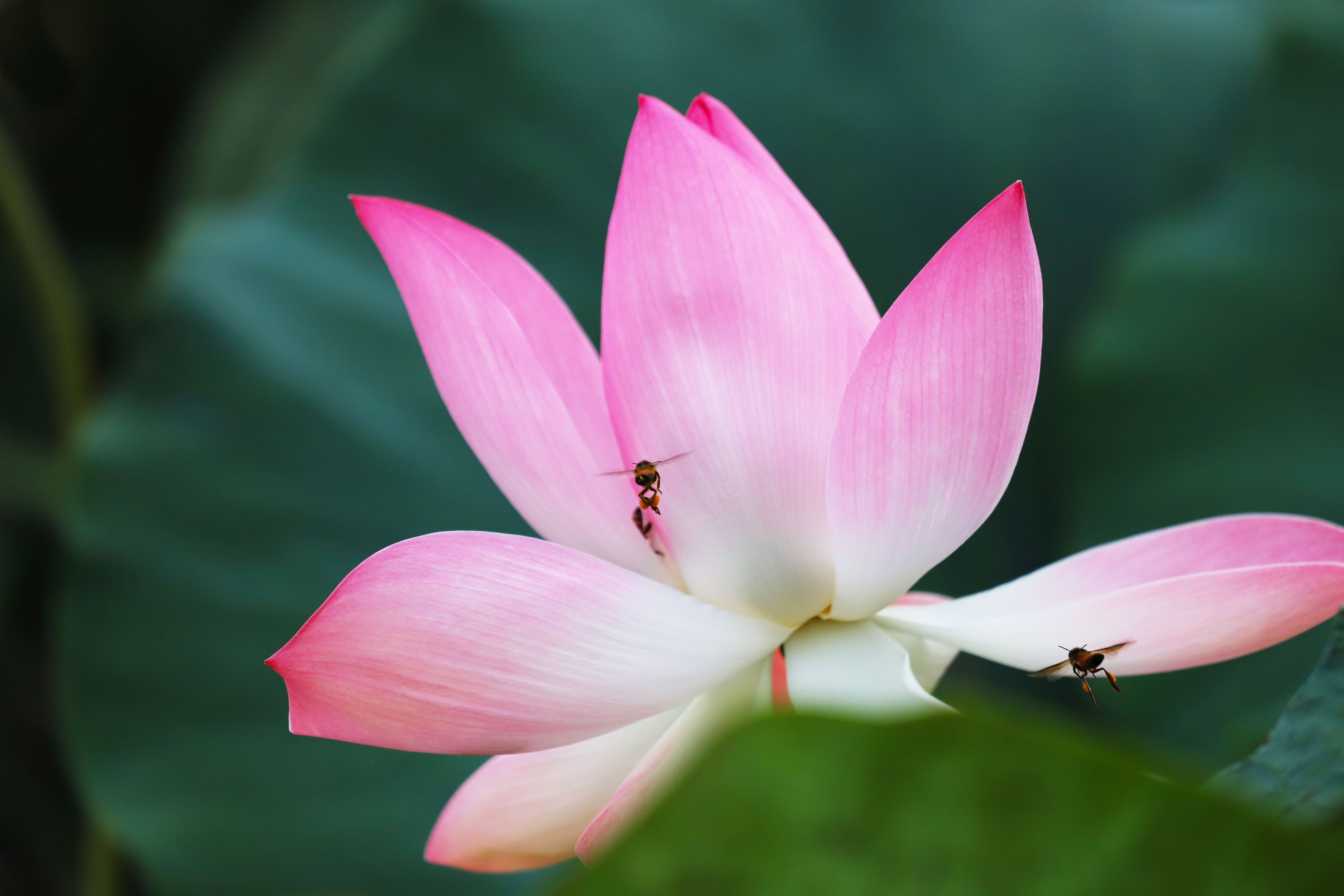 Beautiful Pink Lotus Flower with Honey Bees · Free Stock Photo