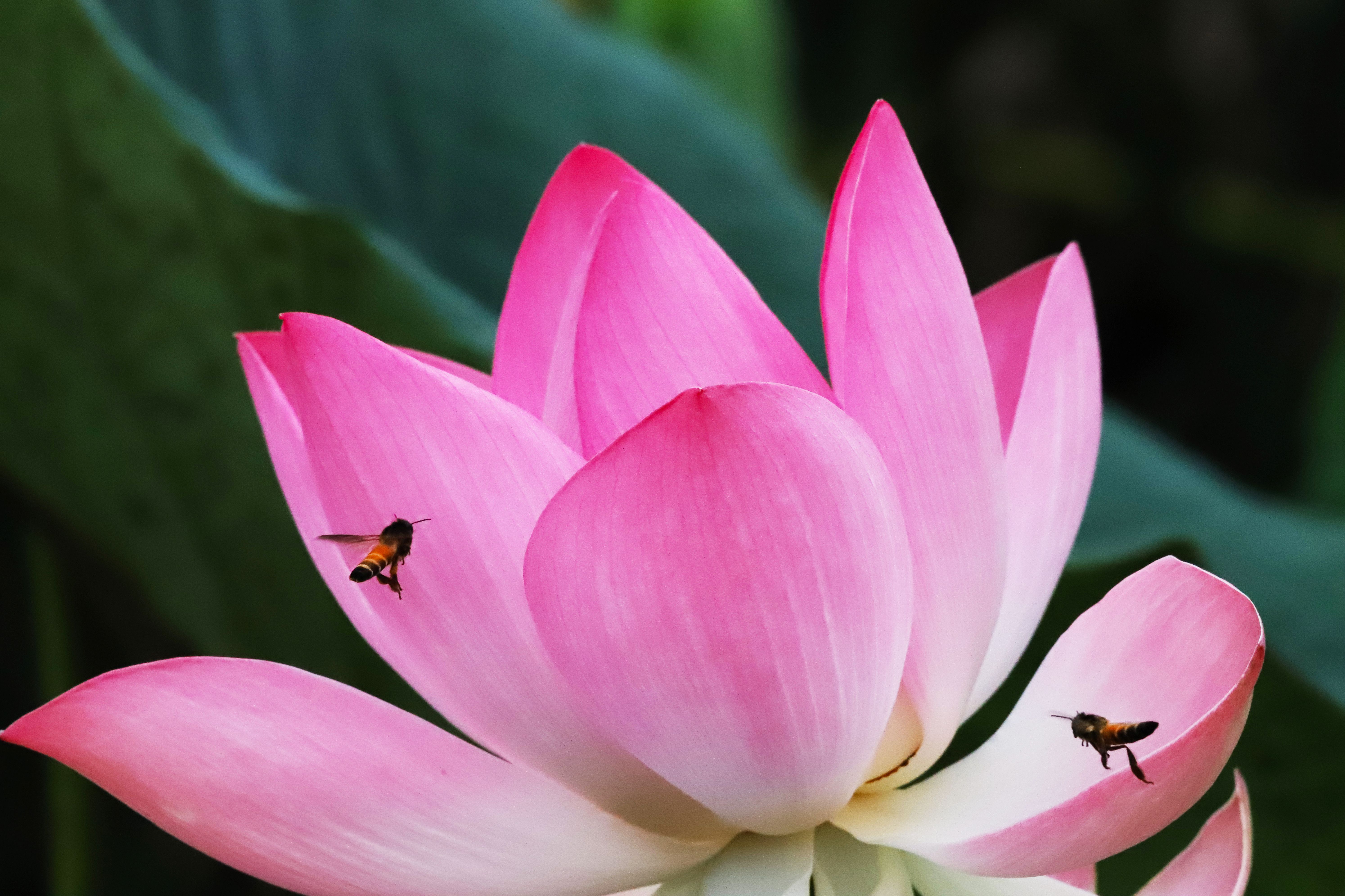 Beautiful Pink Lotus Flower with Honey Bees · Free Stock Photo