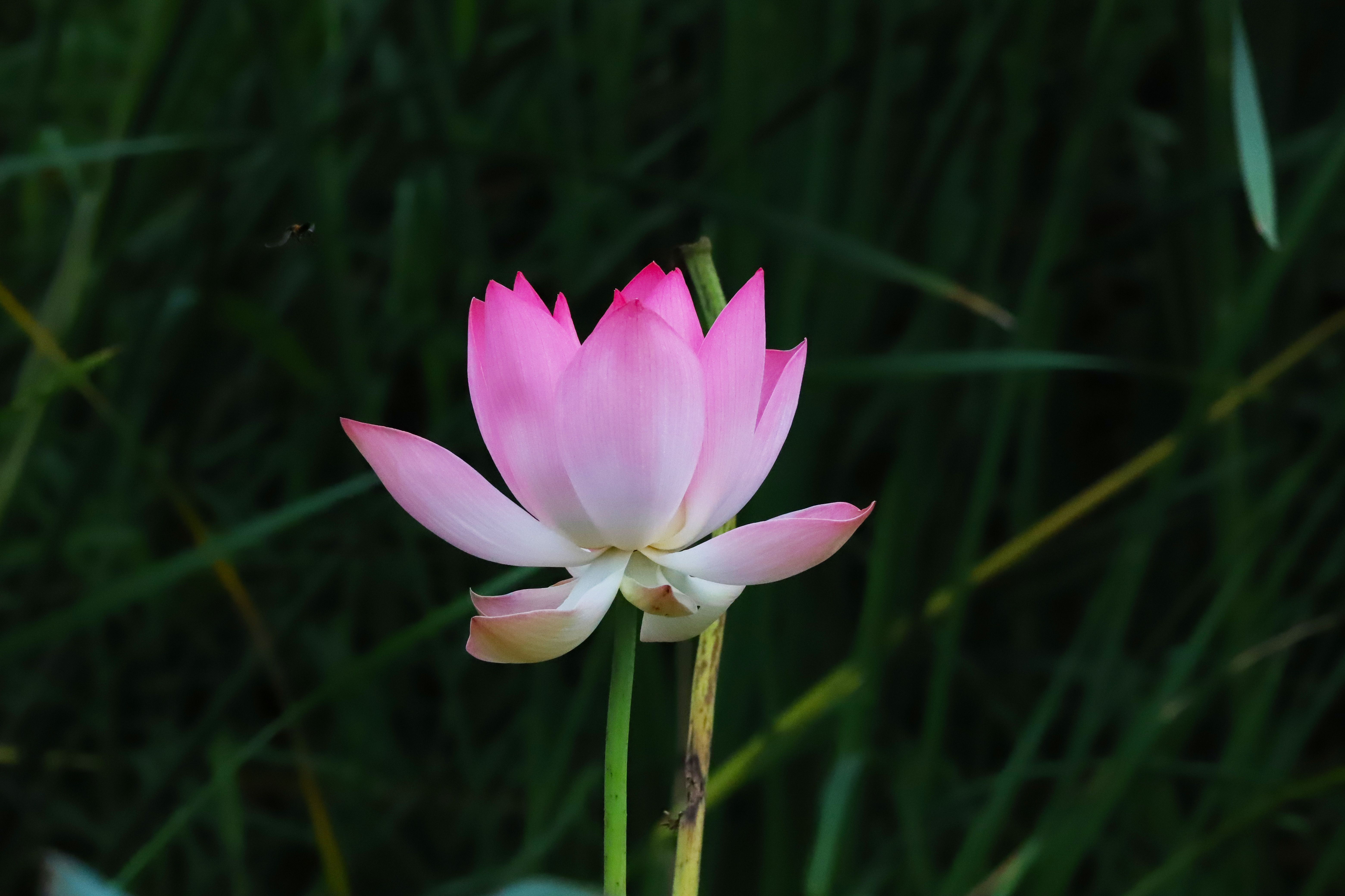 Serene Pink Lotus Flower in Natural Habitat · Free Stock Photo