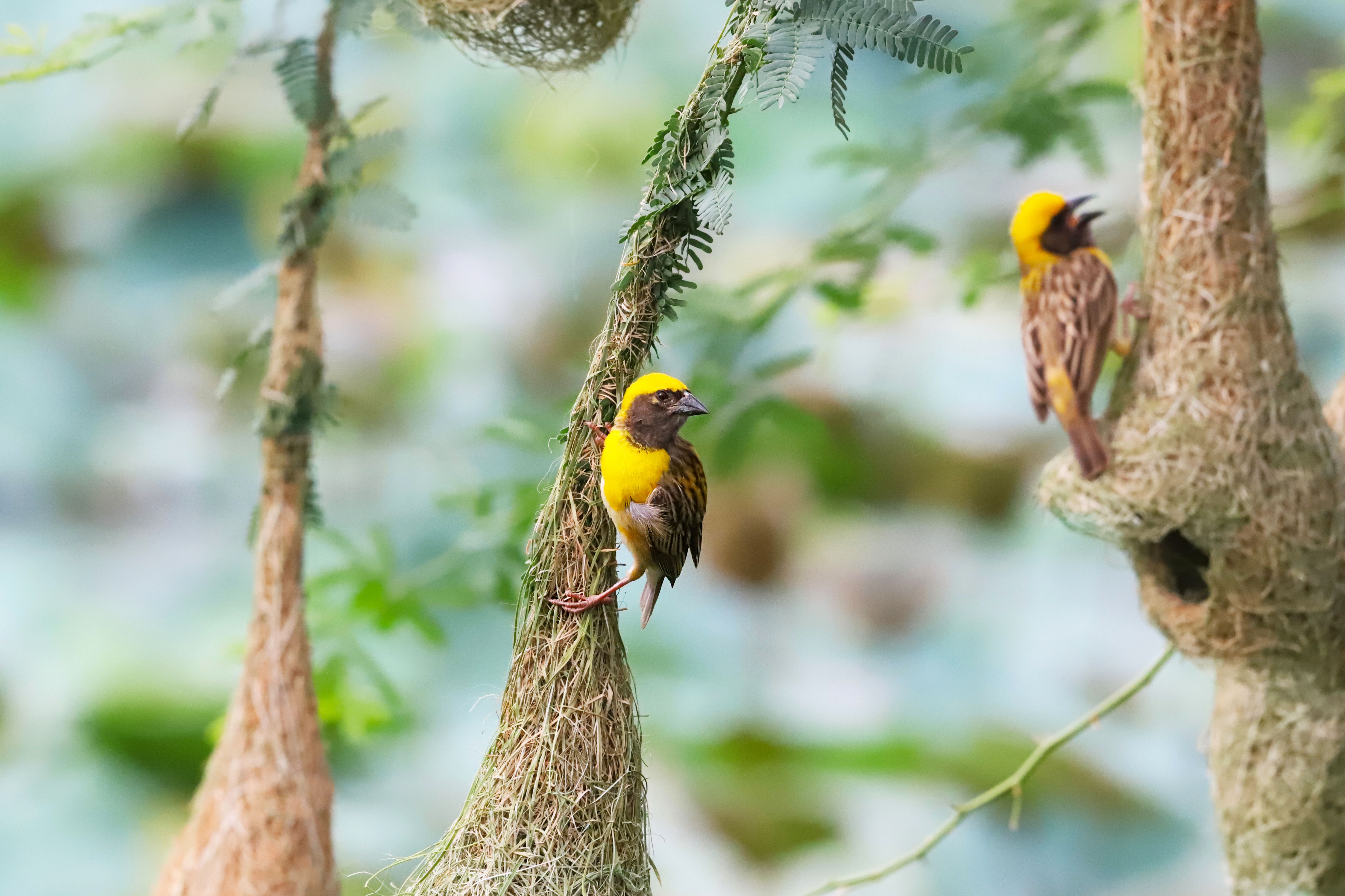 Bright Yellow Weaver Birds Building Nests · Free Stock Photo
