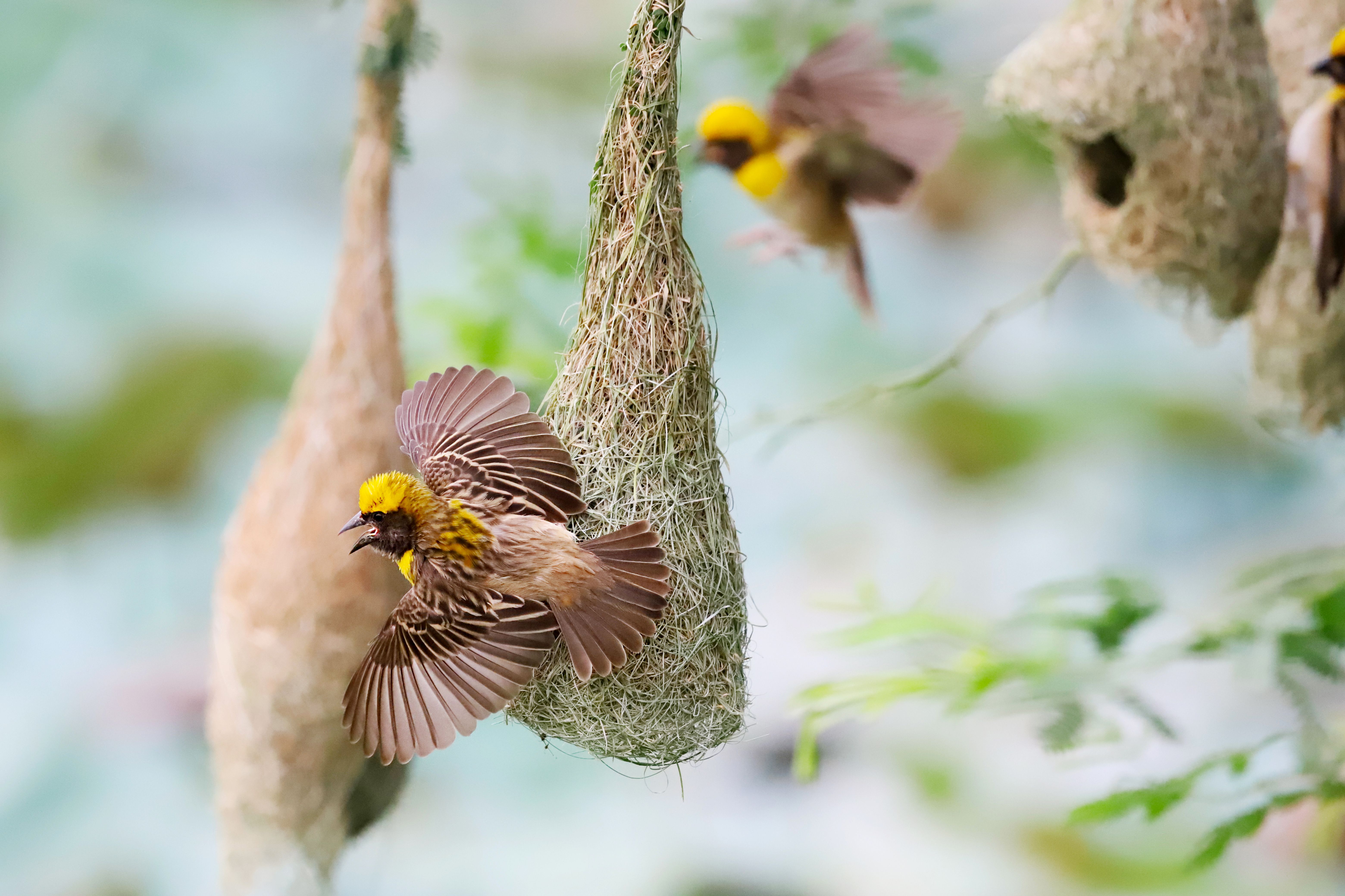 Close-up of Baya Weaver Birds on Nests · Free Stock Photo