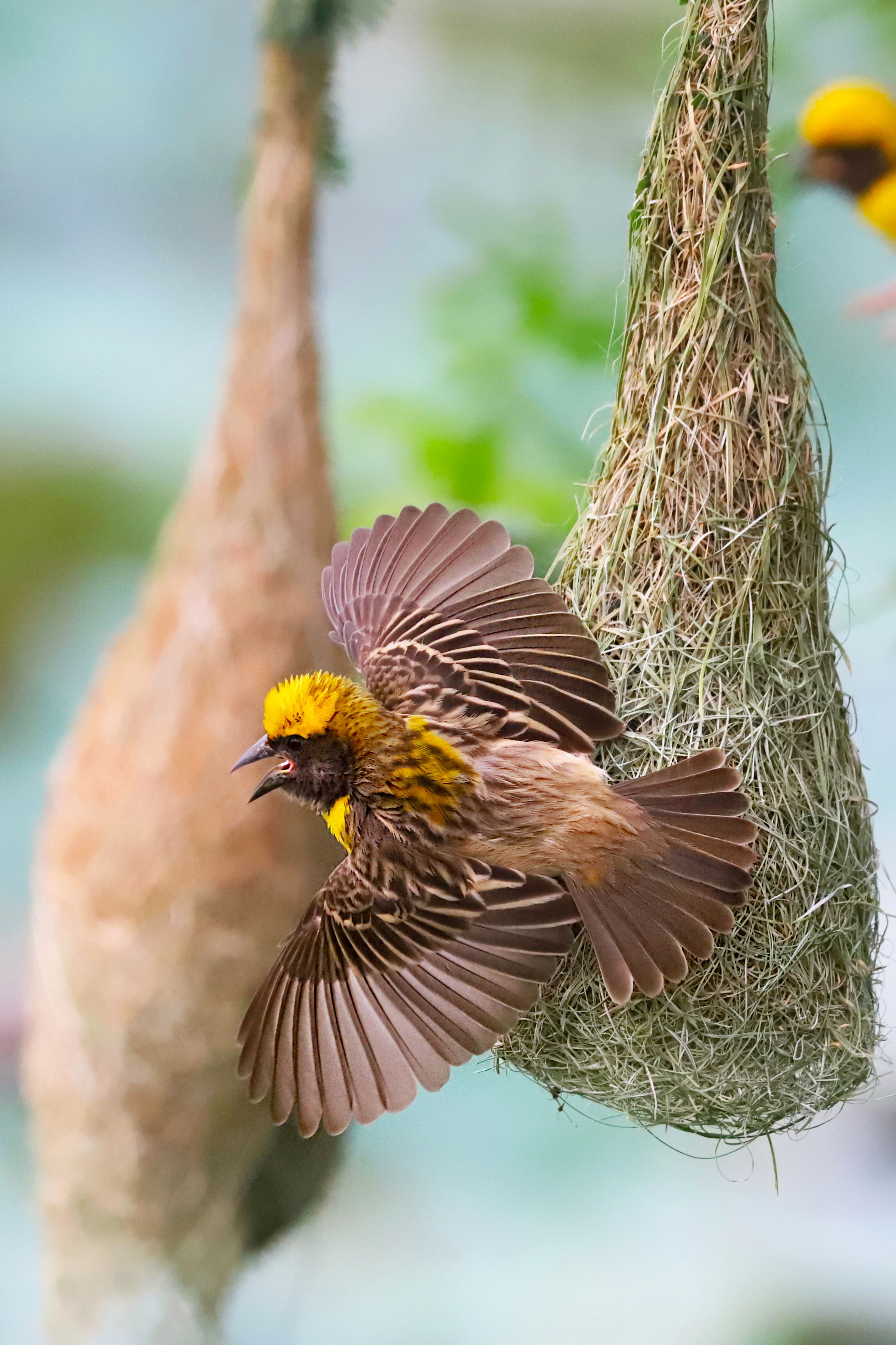 Bright Yellow Weaver Bird with Intricate Nest · Free Stock Photo