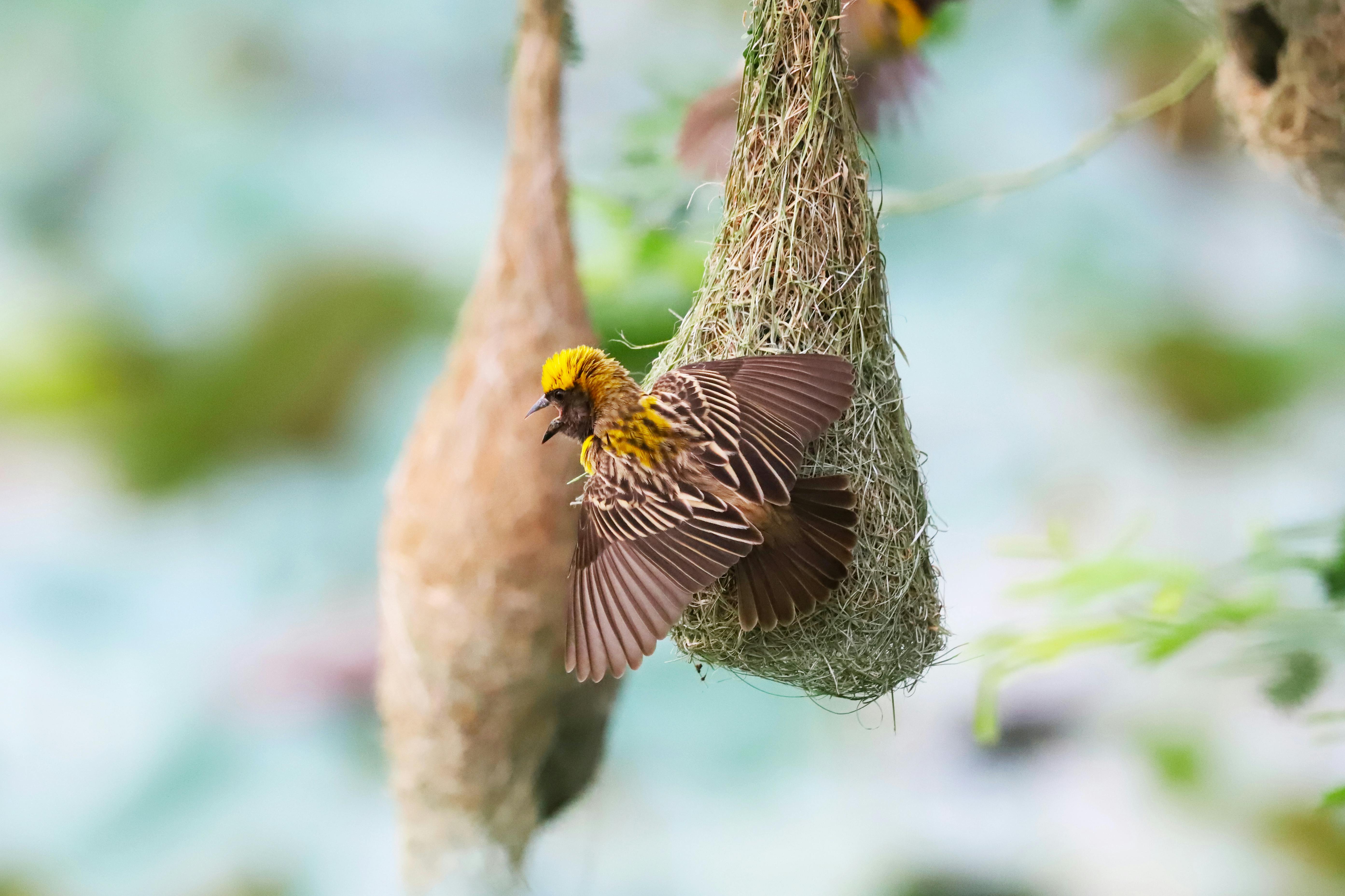 Bright Yellow Weaver Bird on Nest Displaying Intricate Weaving · Free ...