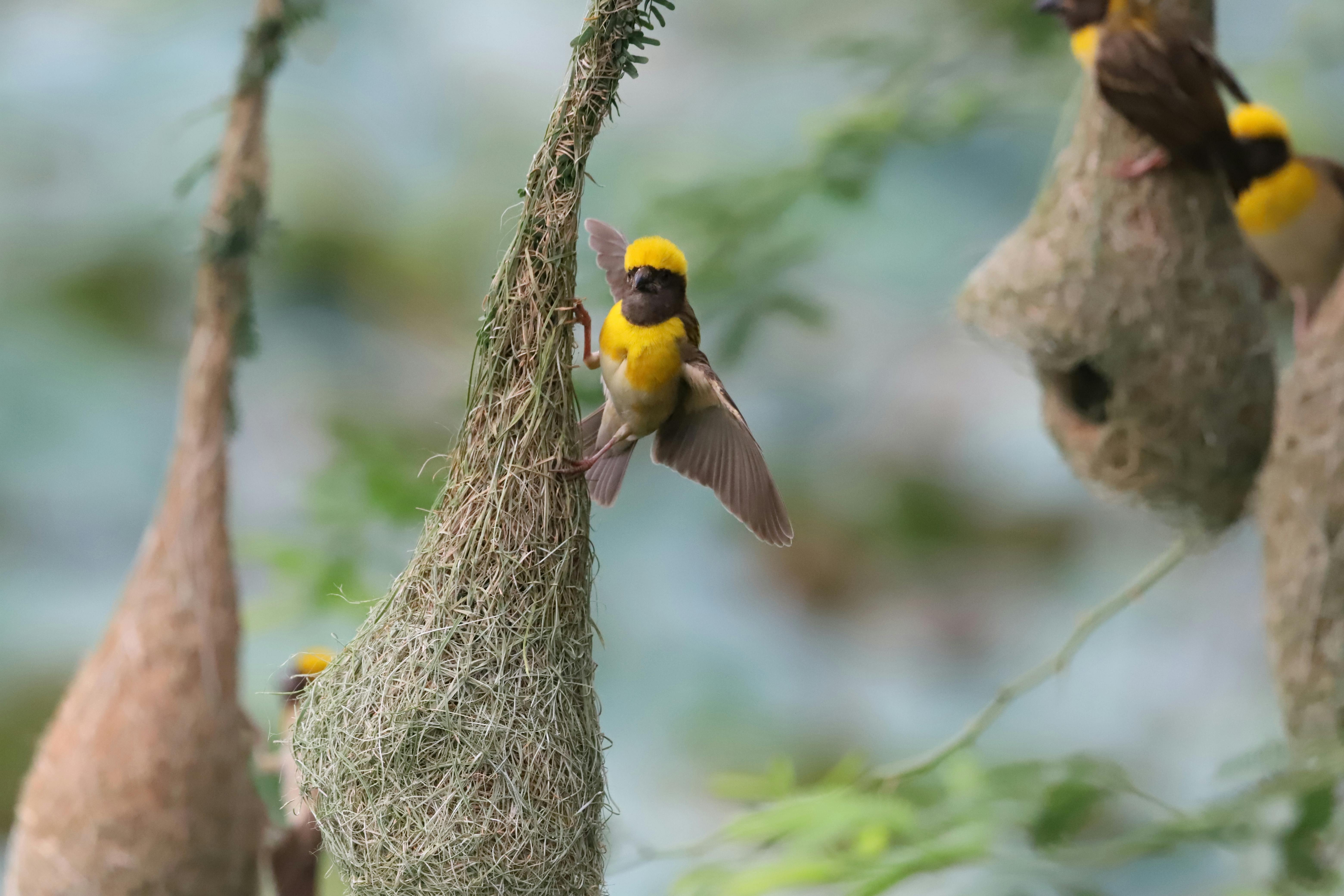 Photo Of Sim Tree Photos, Download The BEST Free Photo Of Sim Tree ...