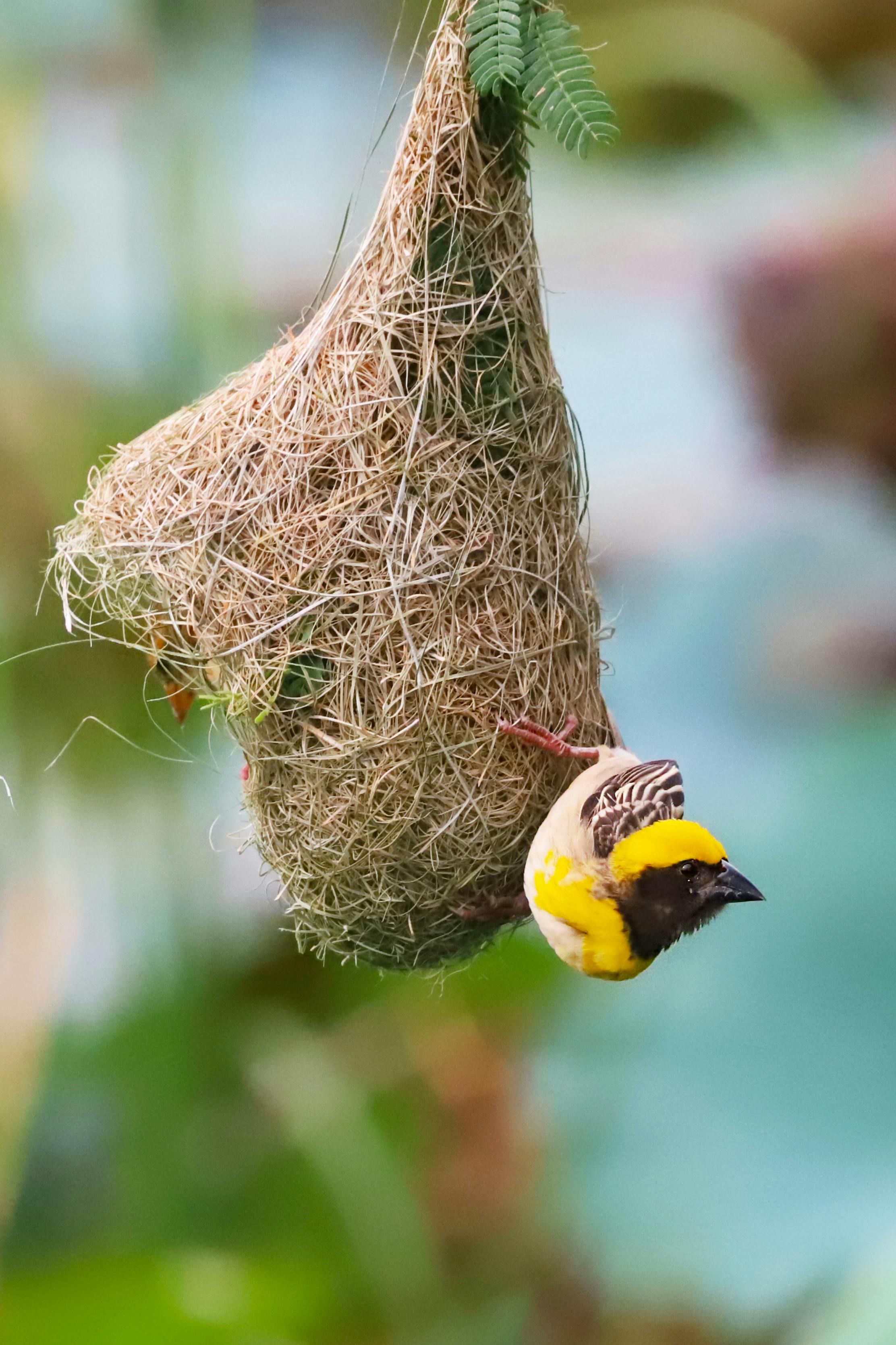 African Weaver Bird Building Intricate Nest · Free Stock Photo