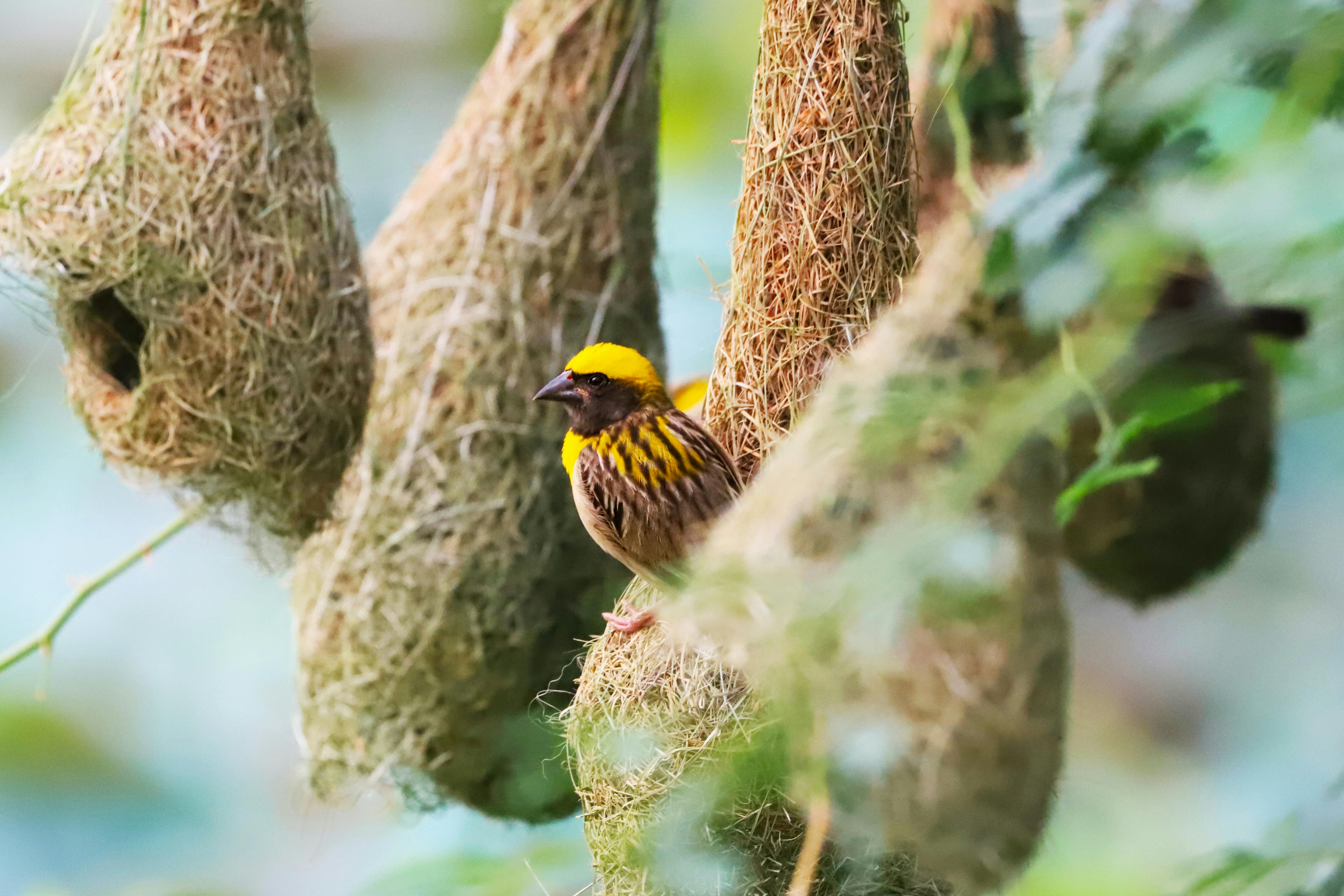 Bright Yellow Weaver Bird on Nest Displaying Intricate Weaving · Free ...
