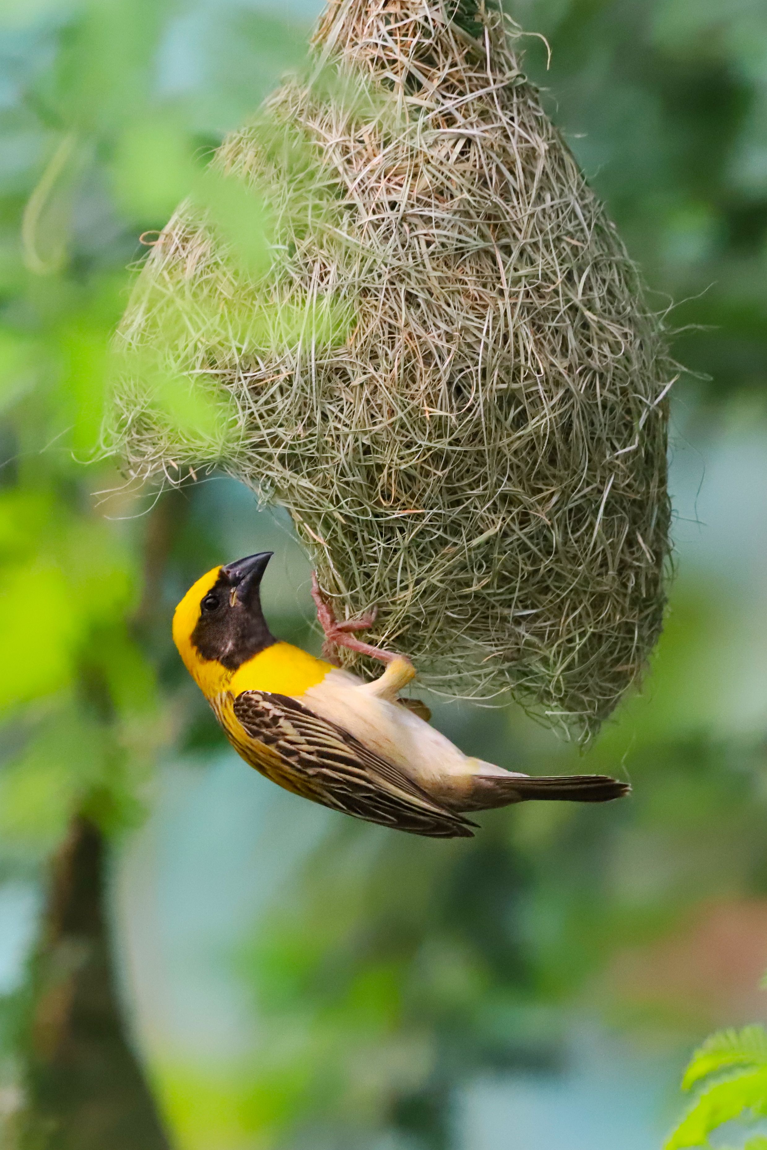 African Weaver Bird Photos, Download The BEST Free African Weaver Bird ...