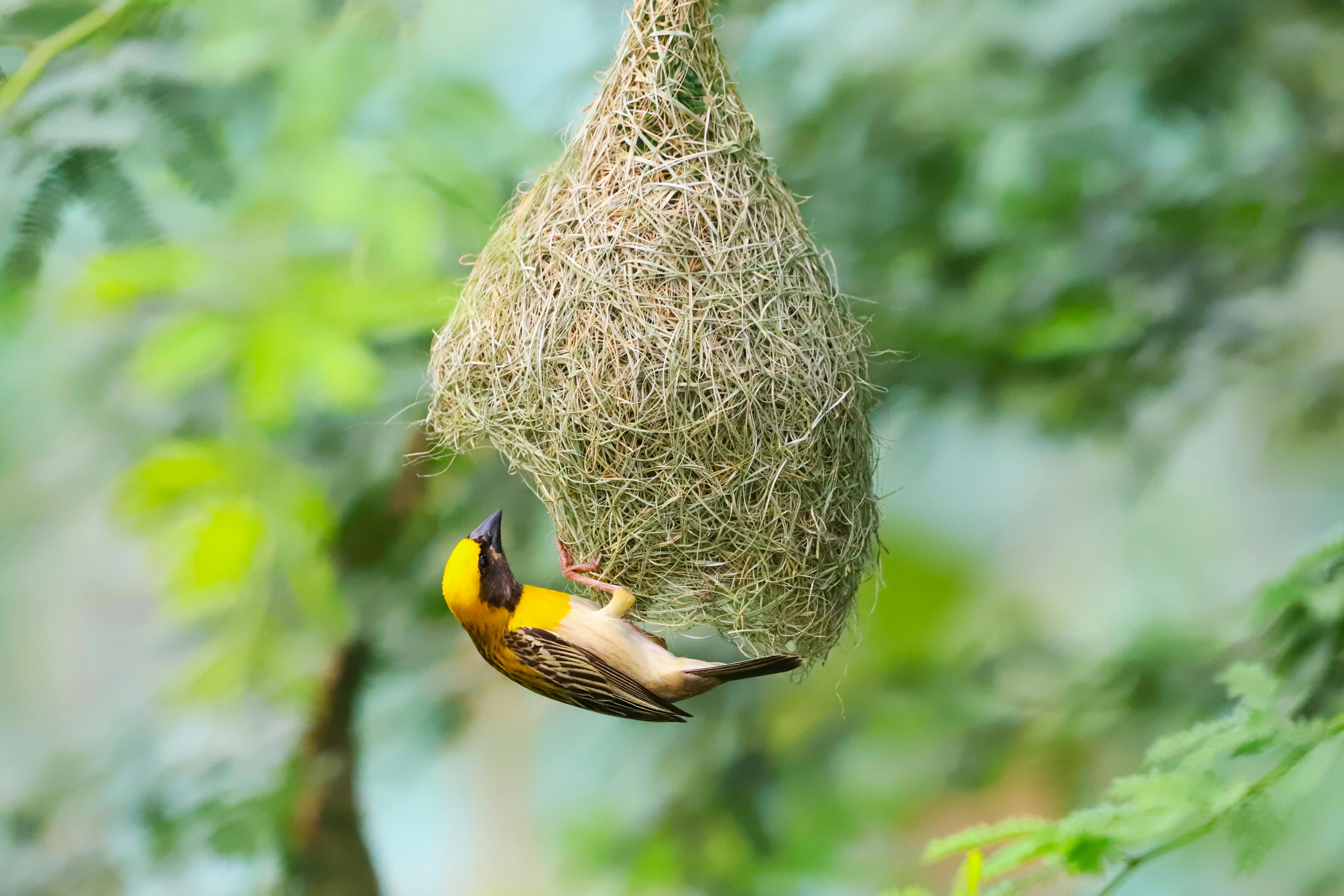 Bright Yellow African Weaver Bird Building Nest · Free Stock Photo
