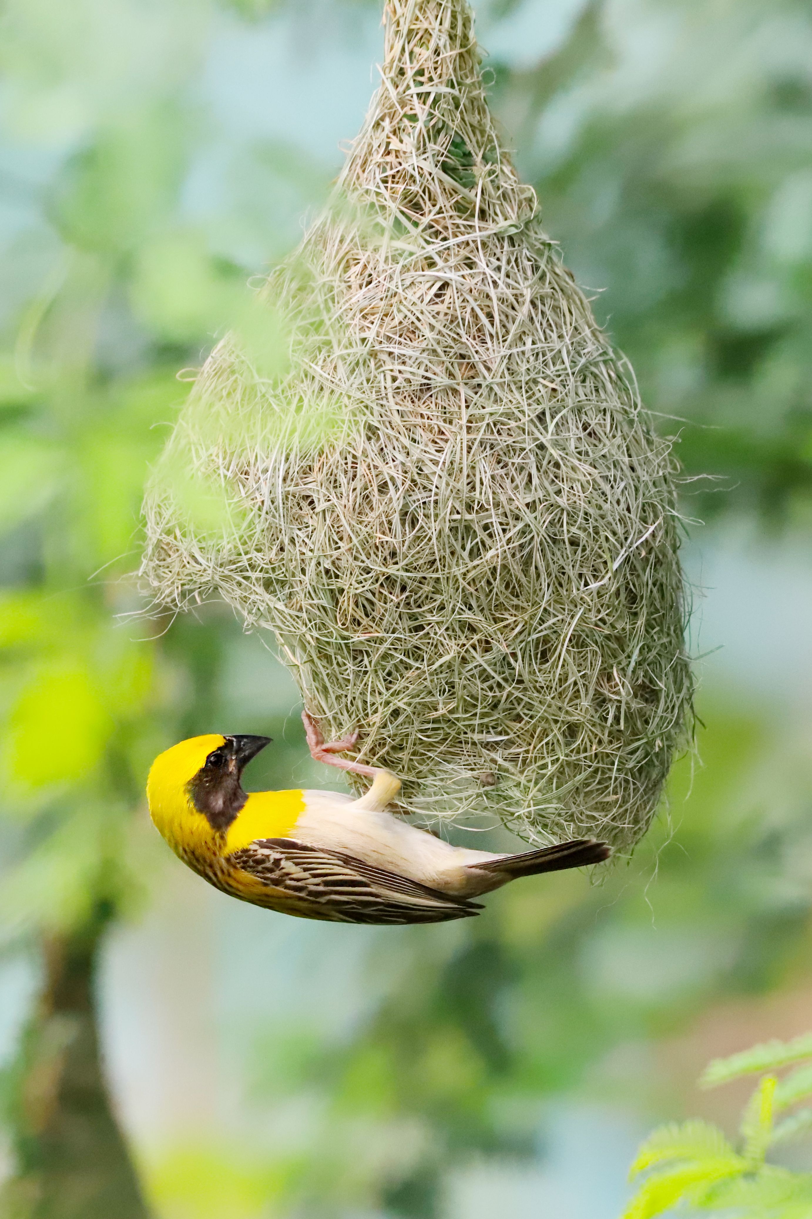 Colorful Weaver Bird Building Intricate Nest · Free Stock Photo