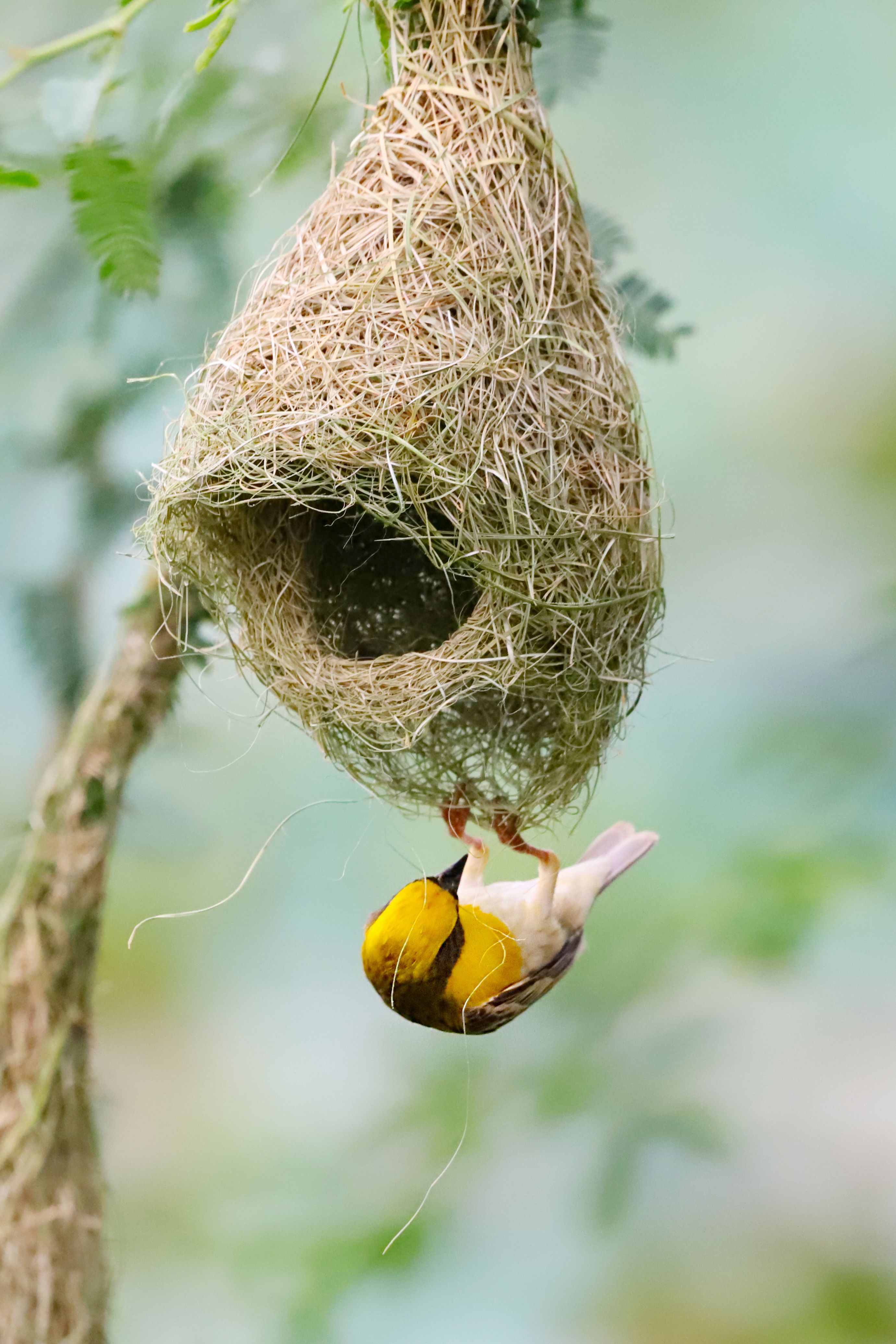 Colorful Weaver Bird Constructing Nest Outdoors · Free Stock Photo