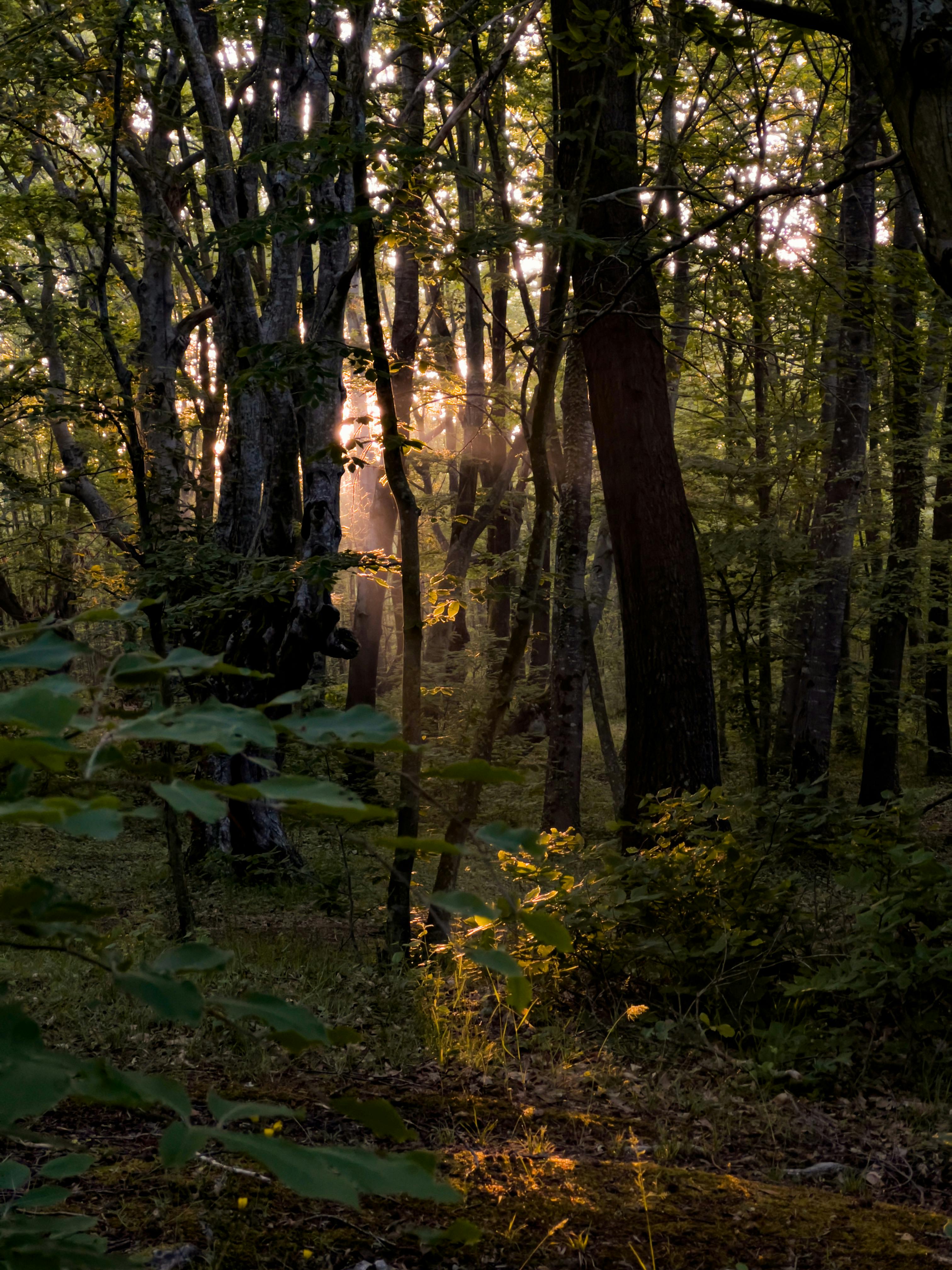 Kostenloses Foto zum Thema: @draussen, 2025 hintergrundbild, 4 k wald ...