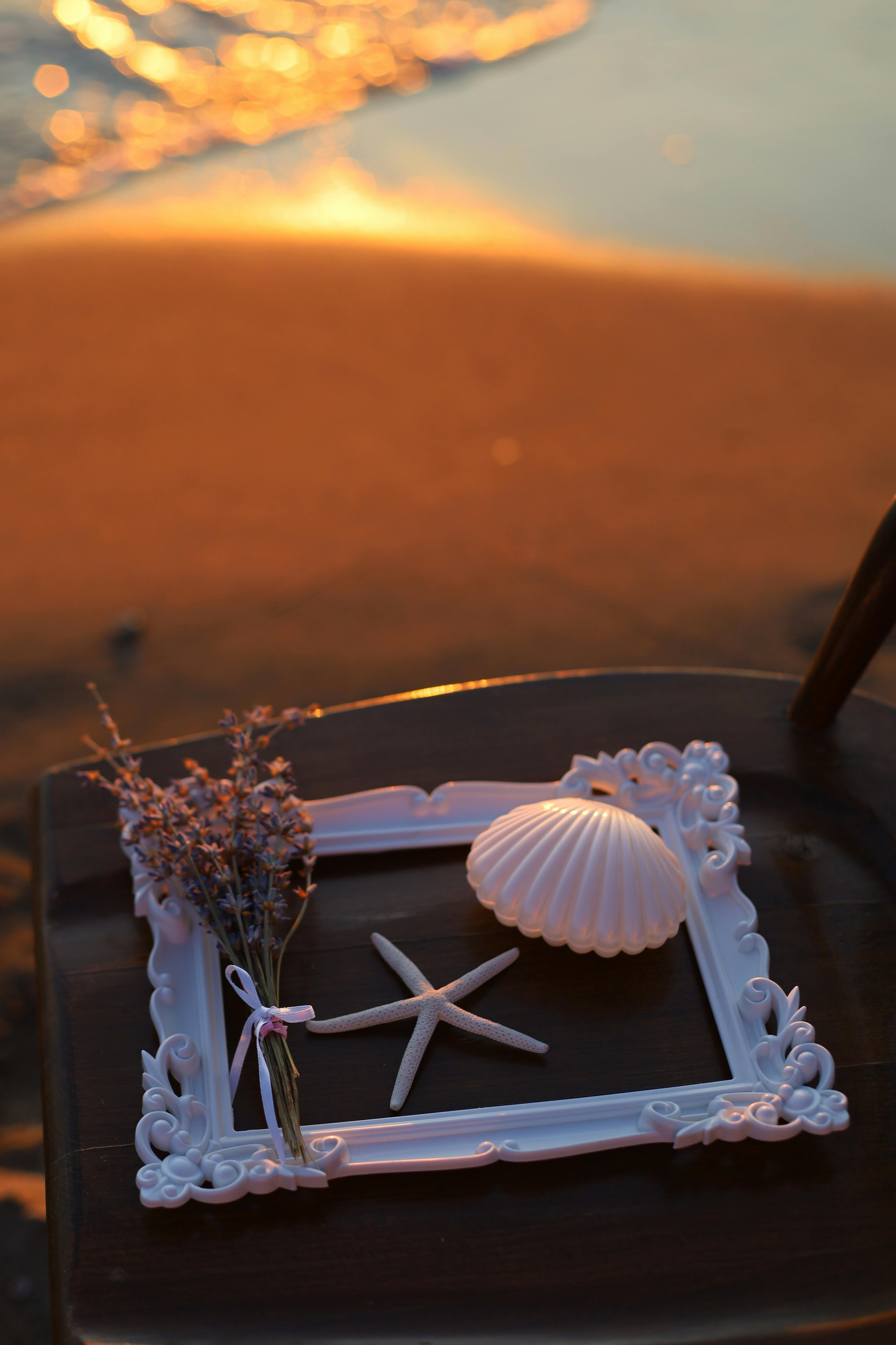 Decorative Seashell and Starfish at Sunset Beach · Free Stock Photo