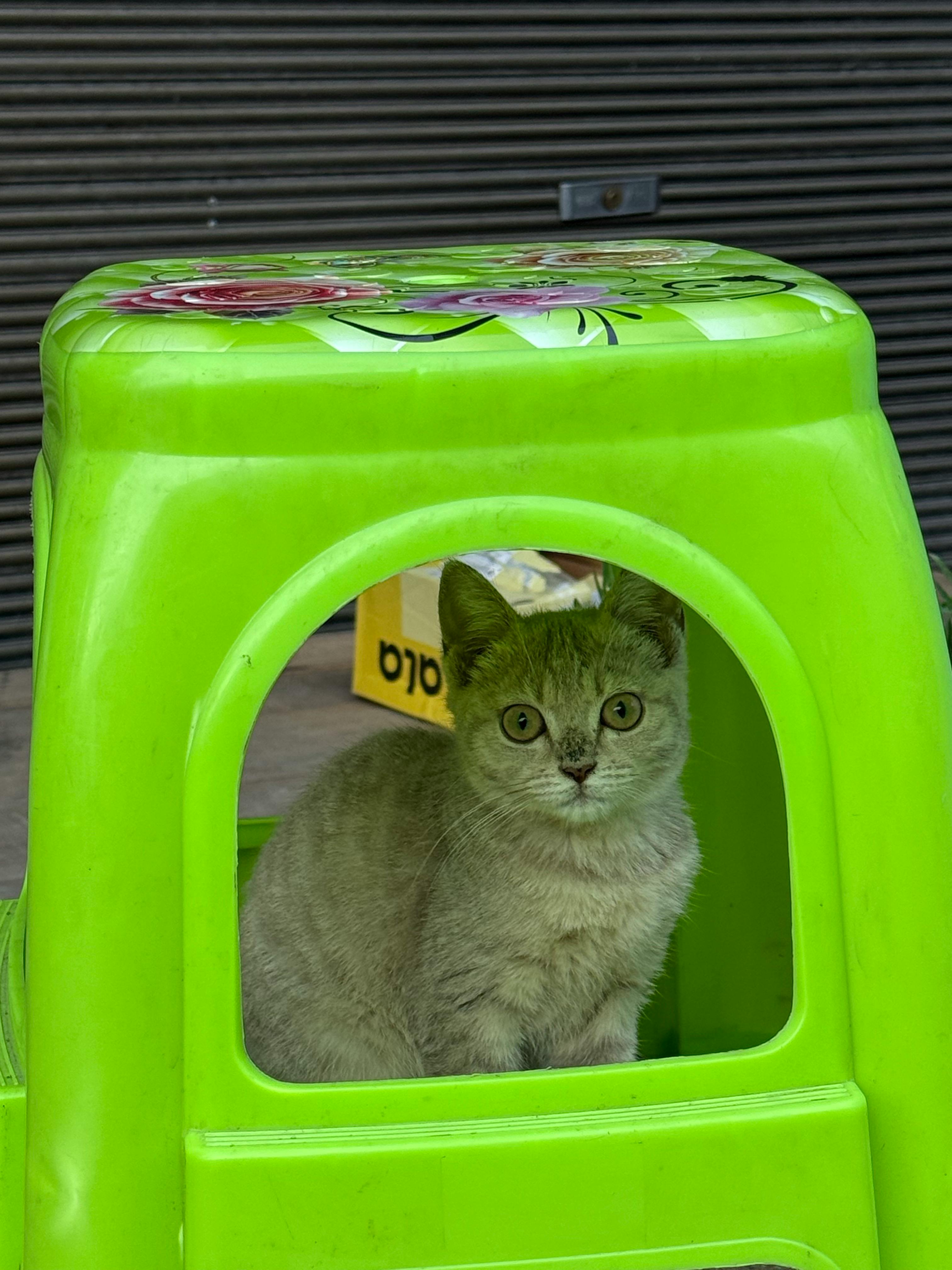 Chris Zhou - Photography