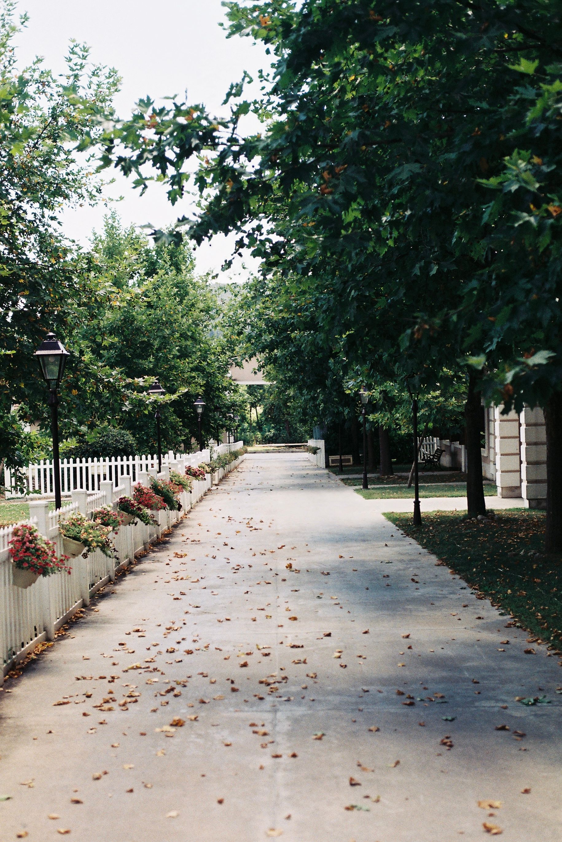 Serene Tree-Lined Walkway in Residential Area · Free Stock Photo
