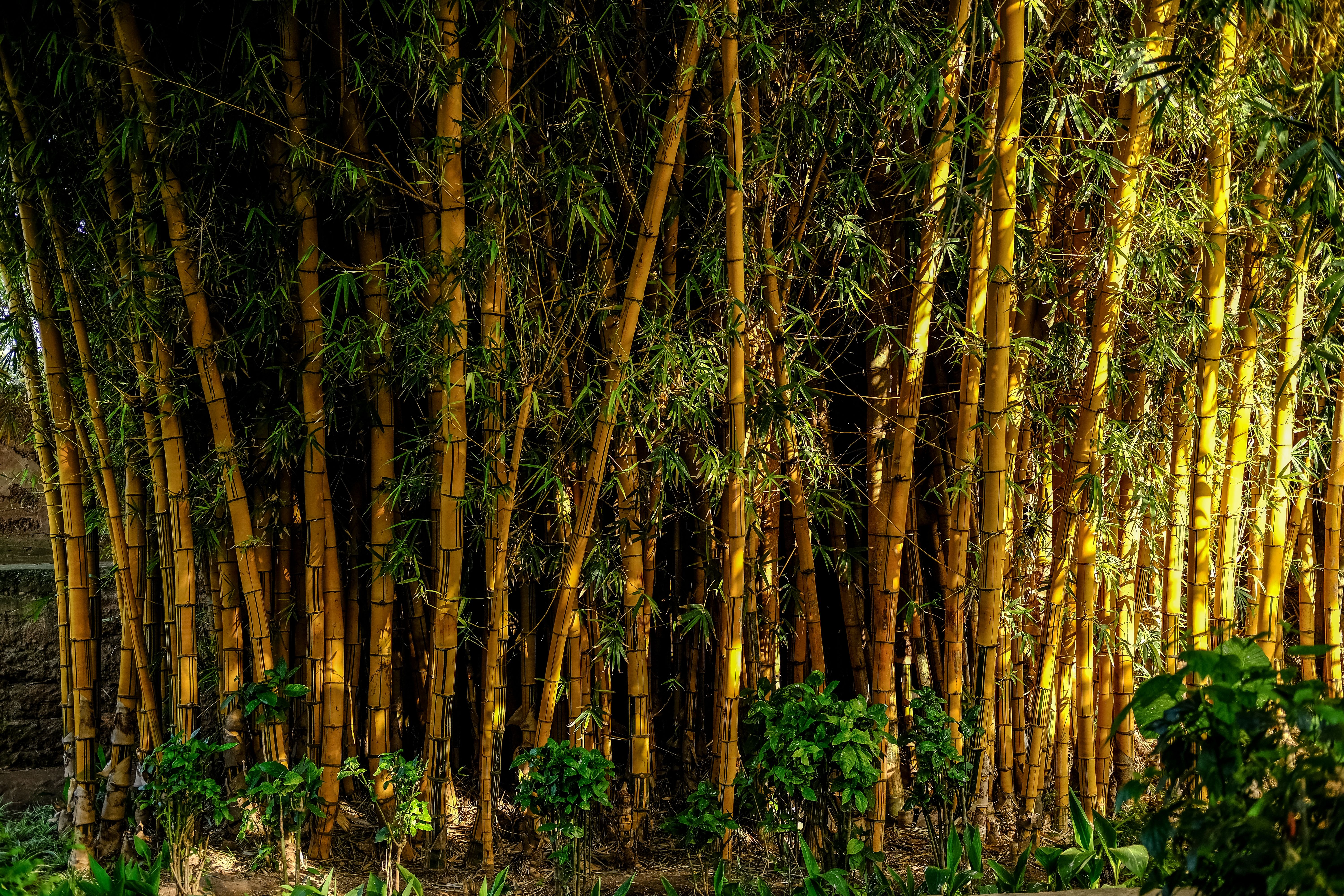 Bamboo forest in Rabat, Morocco at golden hour · Free Stock Photo