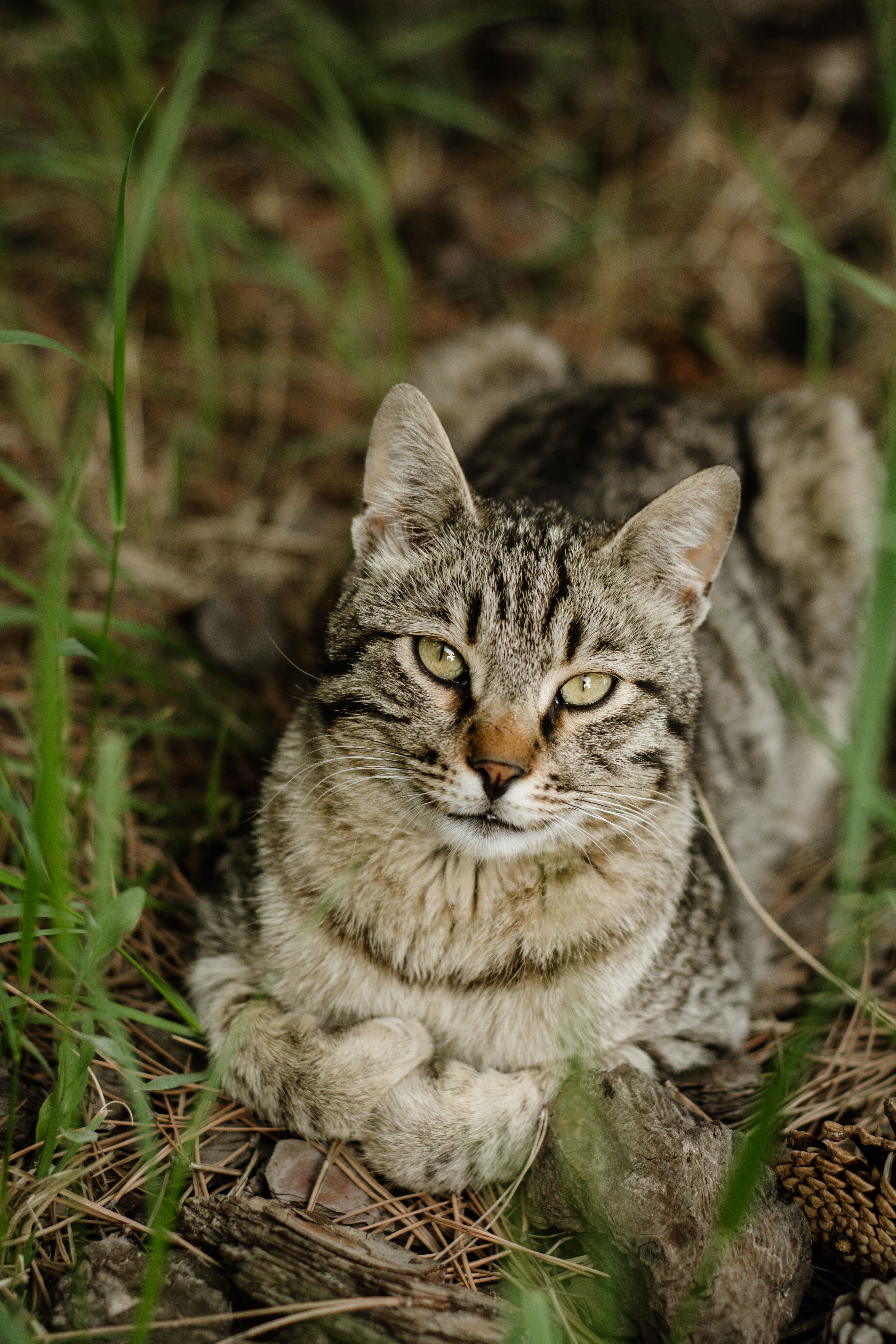 Close-up of a Tabby Cat in Natural Habitat · Free Stock Photo