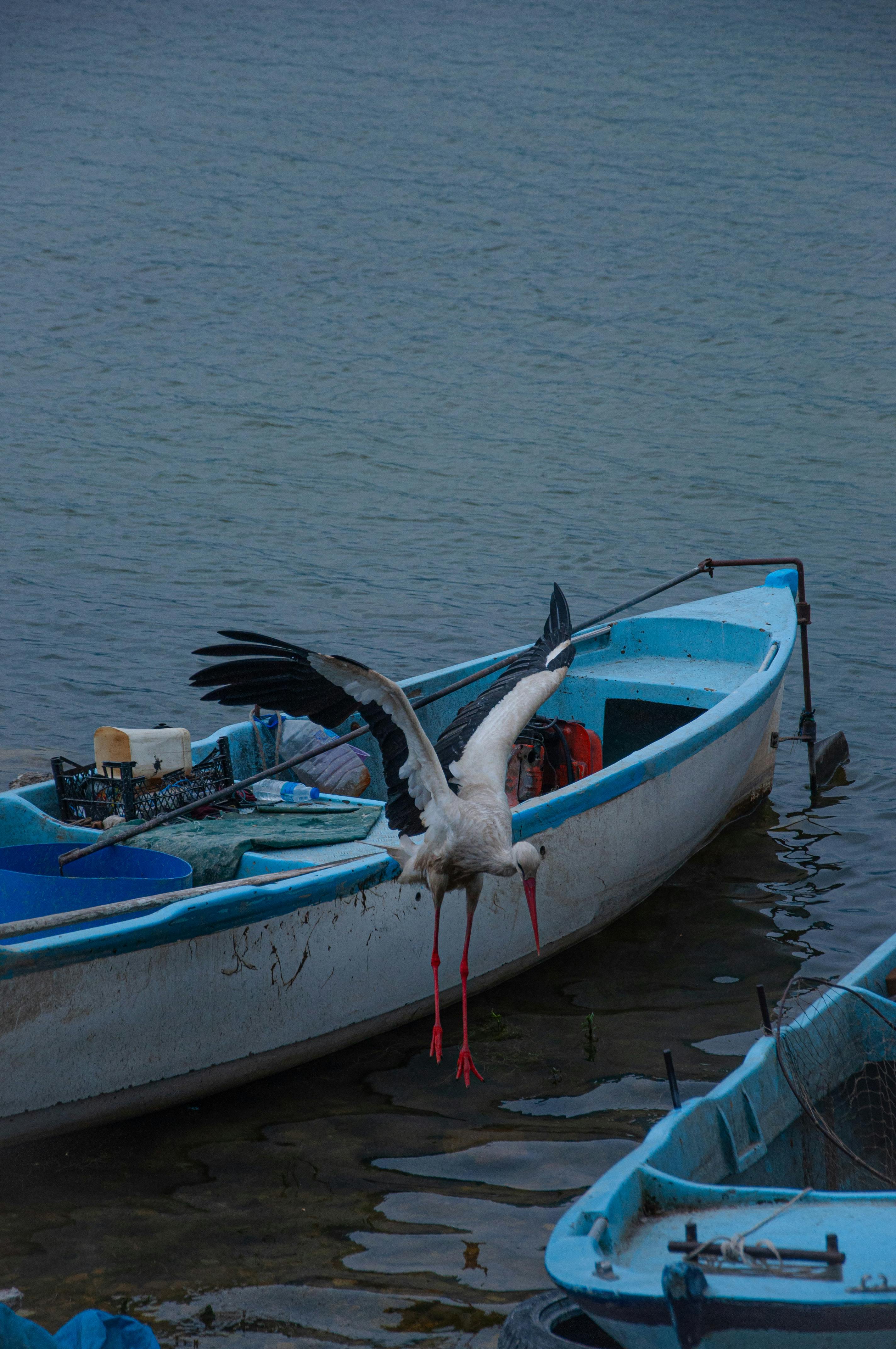 White Stork Landing on Fishing Boat by the Shore · Free Stock Photo