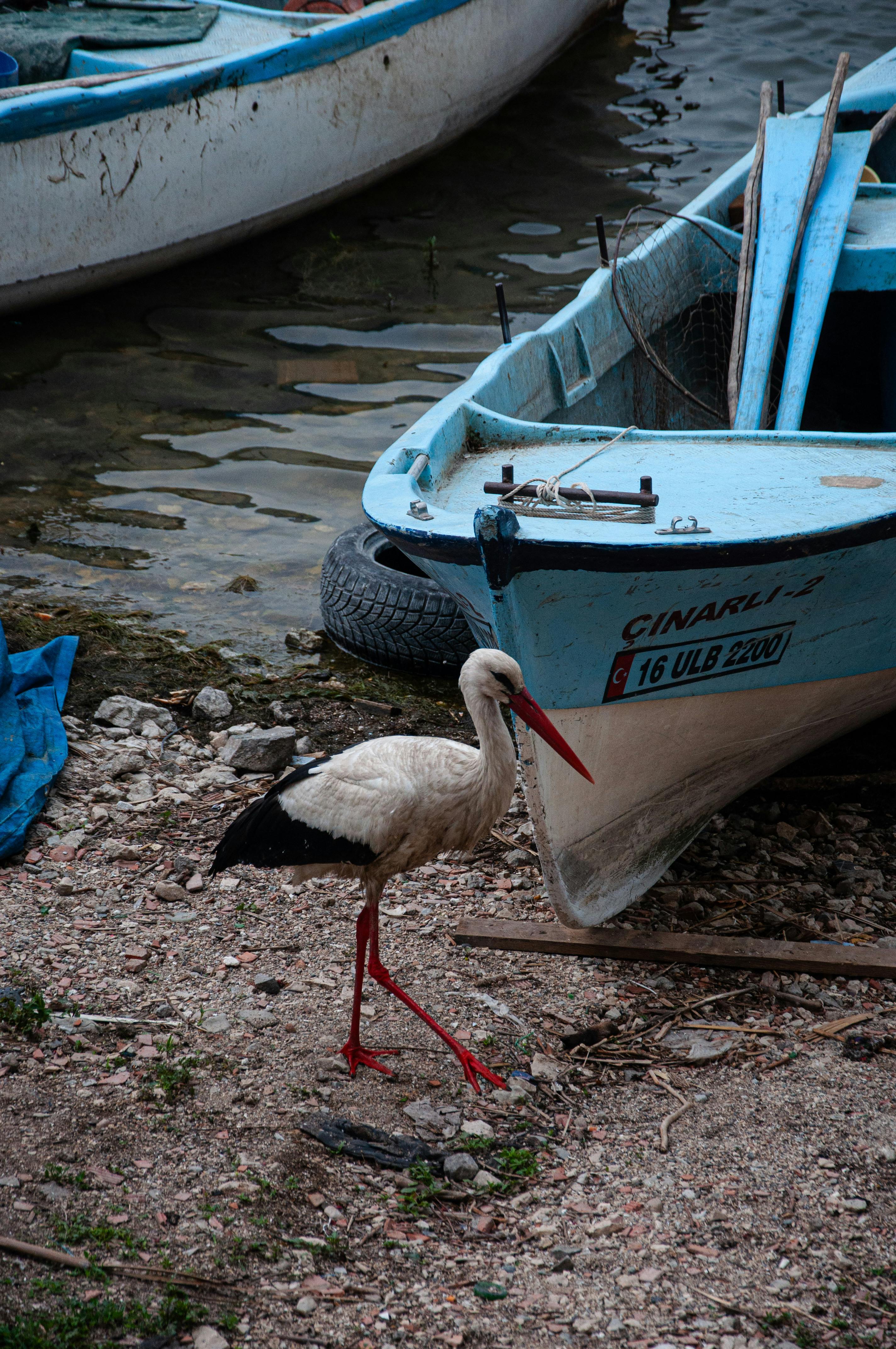 Stork Walking Beside Blue Fishing Boat on Shore · Free Stock Photo